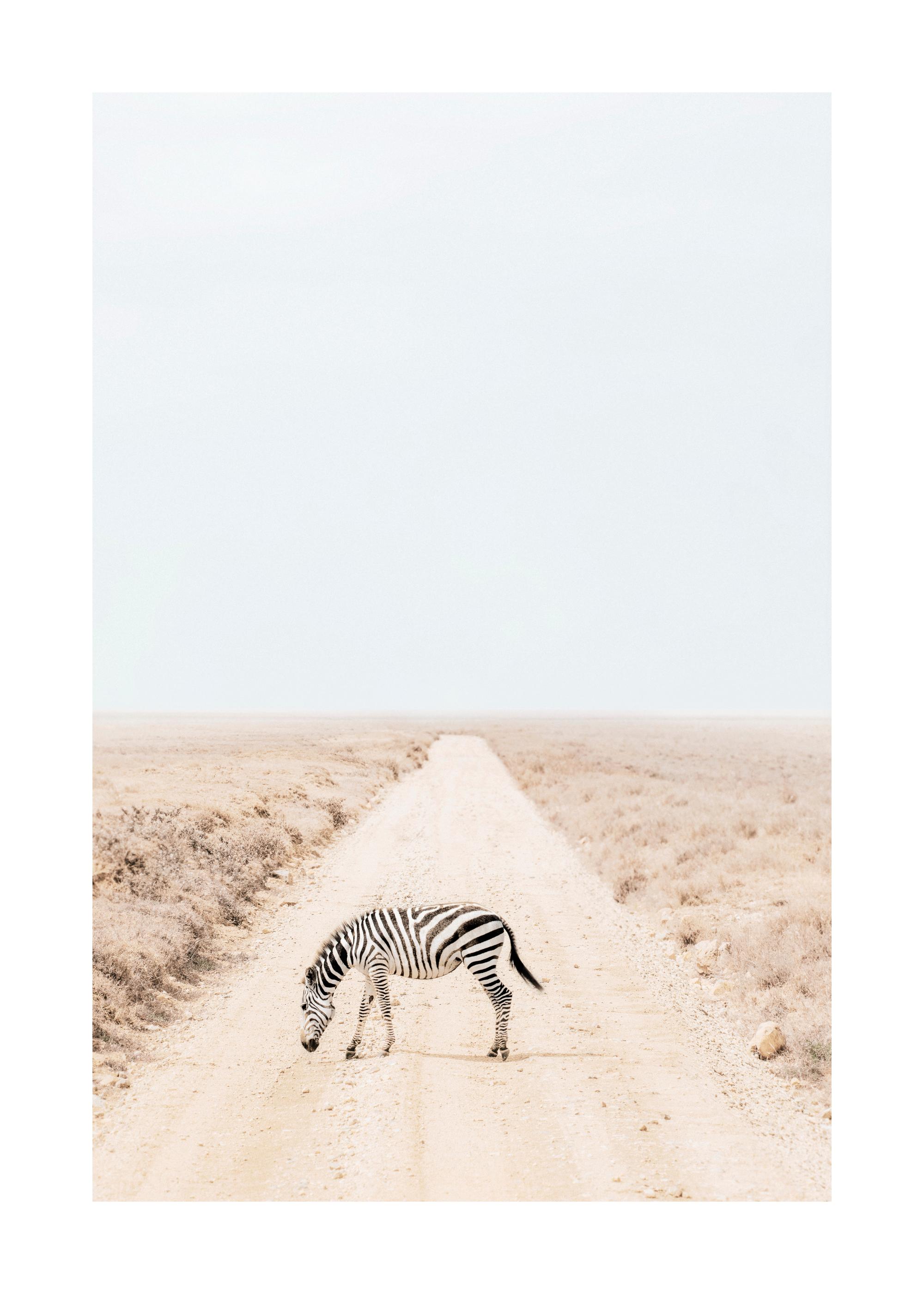 Striped Journey Zebra Photography Poster | Poster Store UK