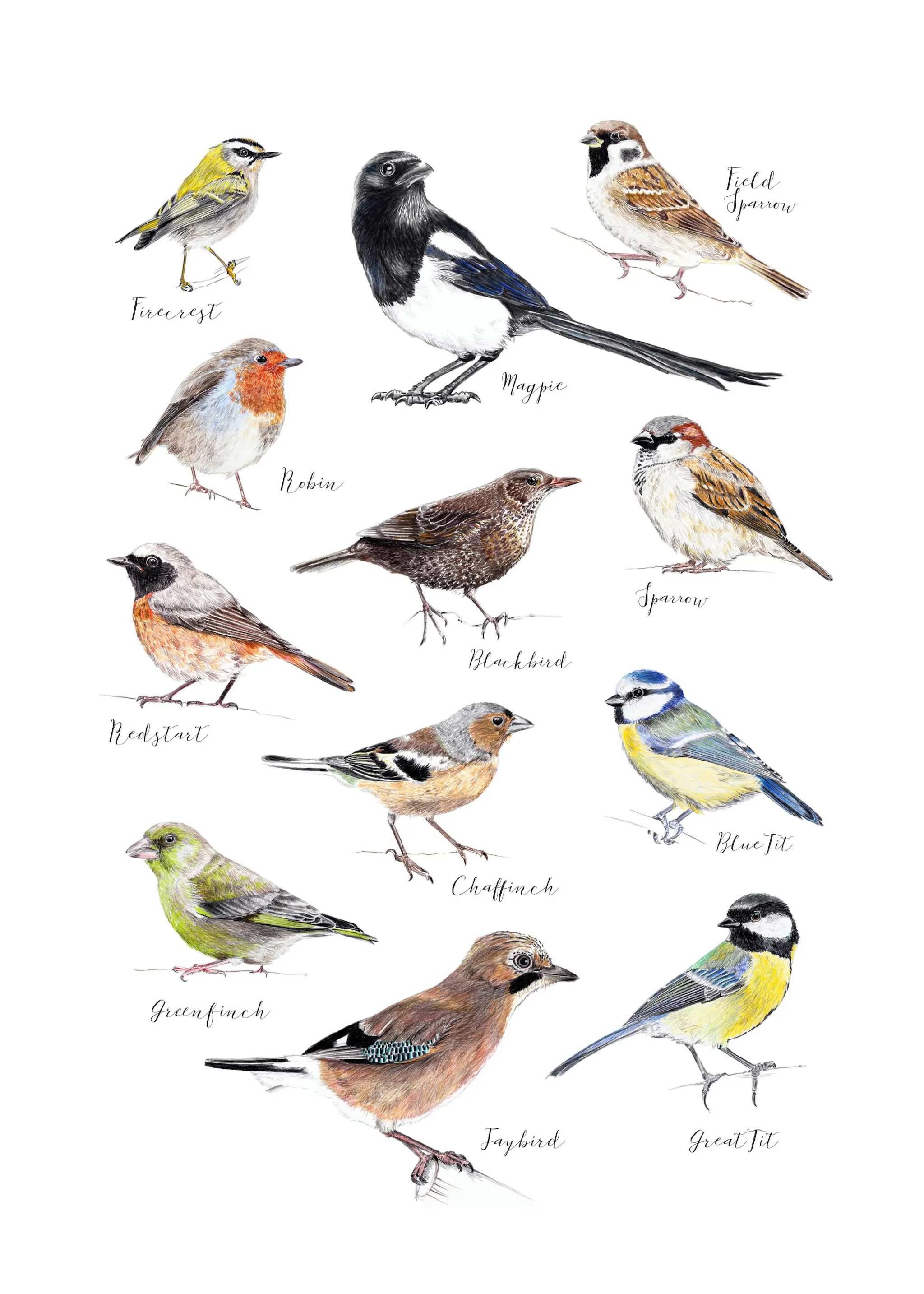 Porträt eines Pfaus Naturposter | Poster Store DE
