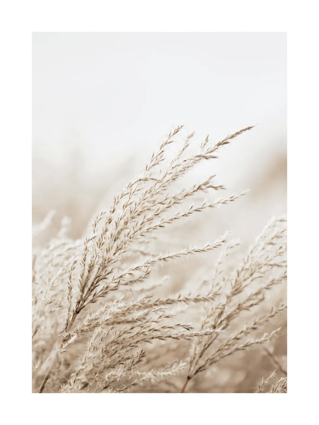 Calming Tones of Beige Wall Art Poster | Poster Store CA