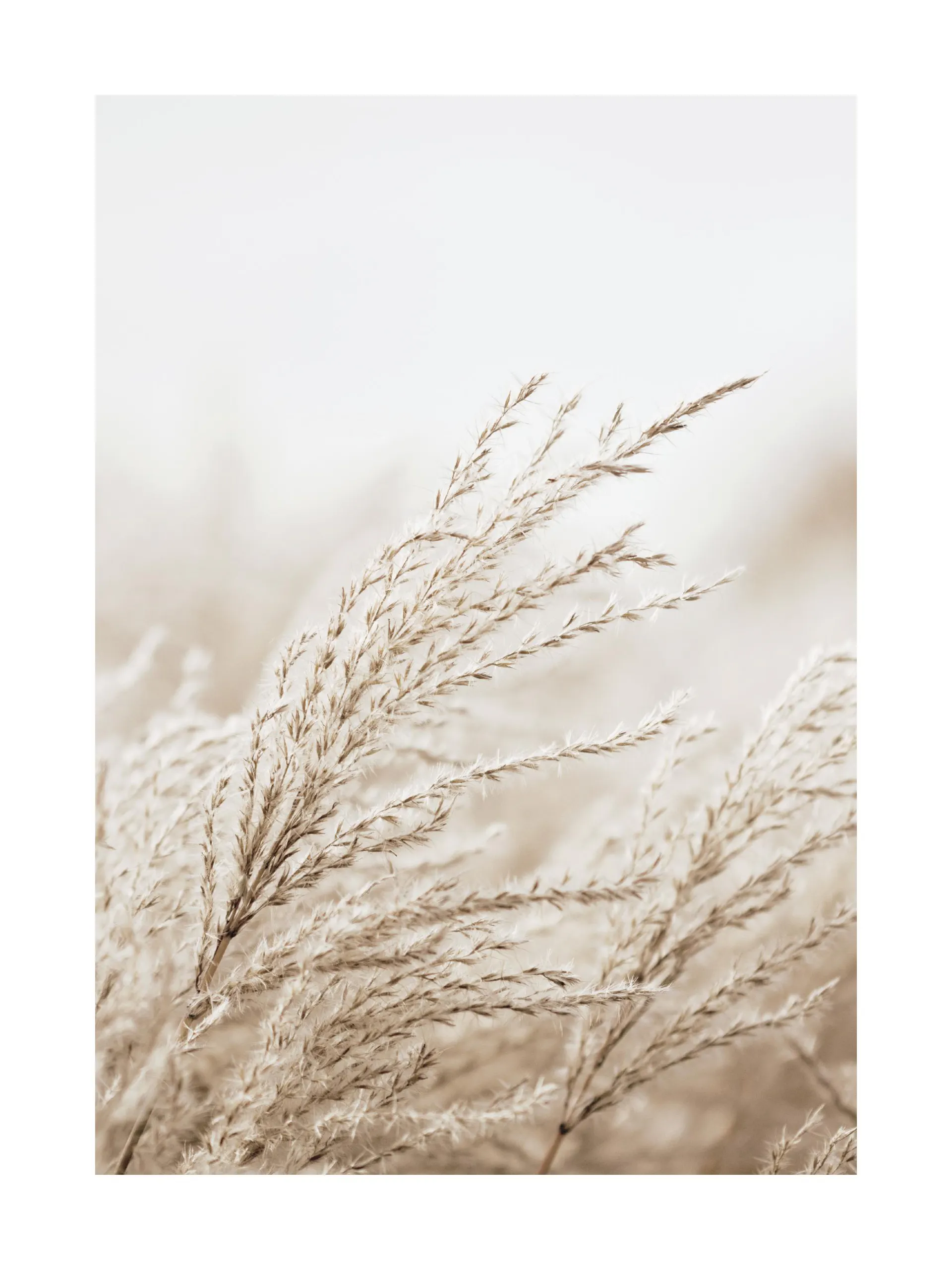 Calming Tones of Beige Wall Art Poster | Poster Store CA