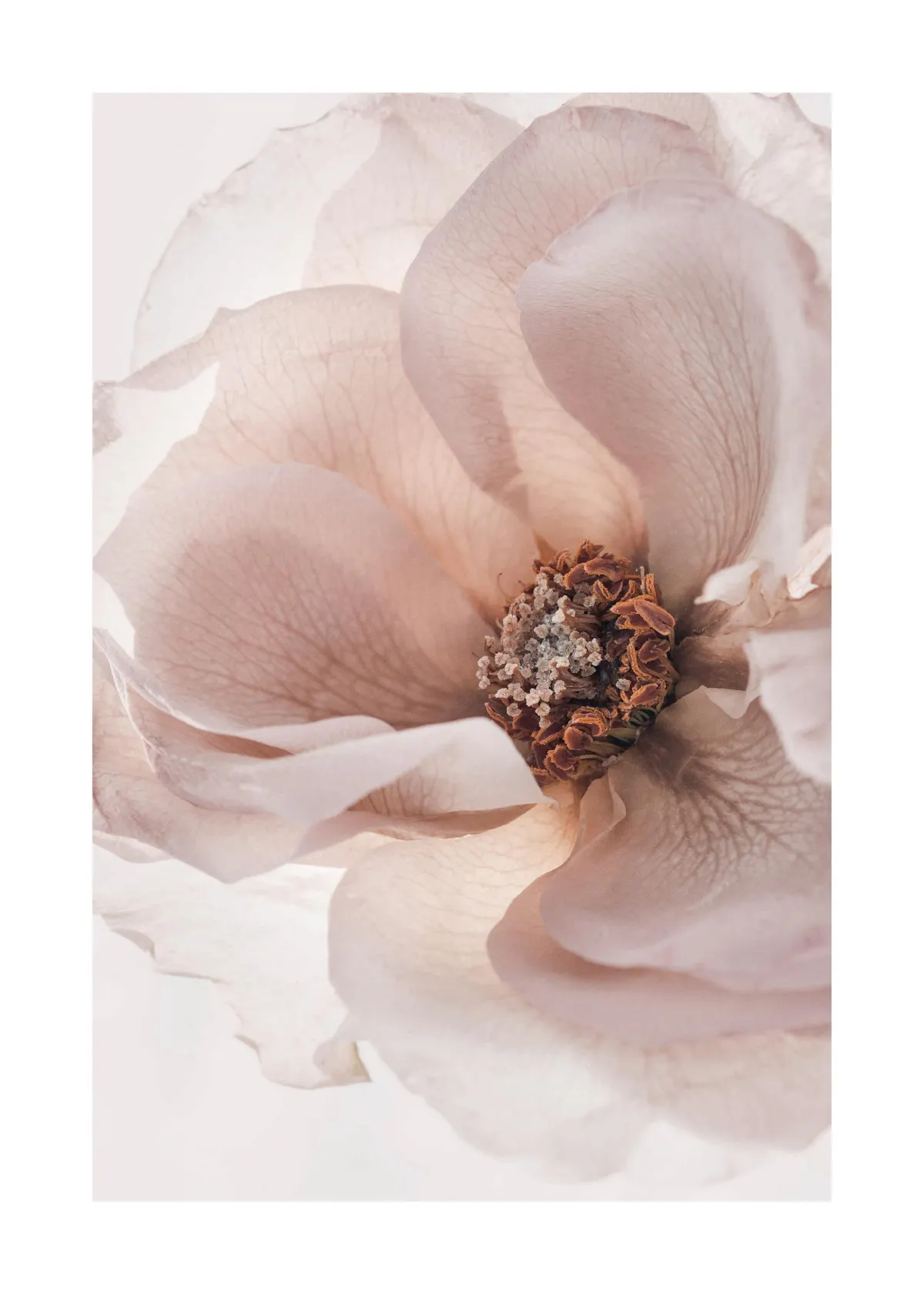 Magnolia Beige Poster floreale beige | Poster Store IT