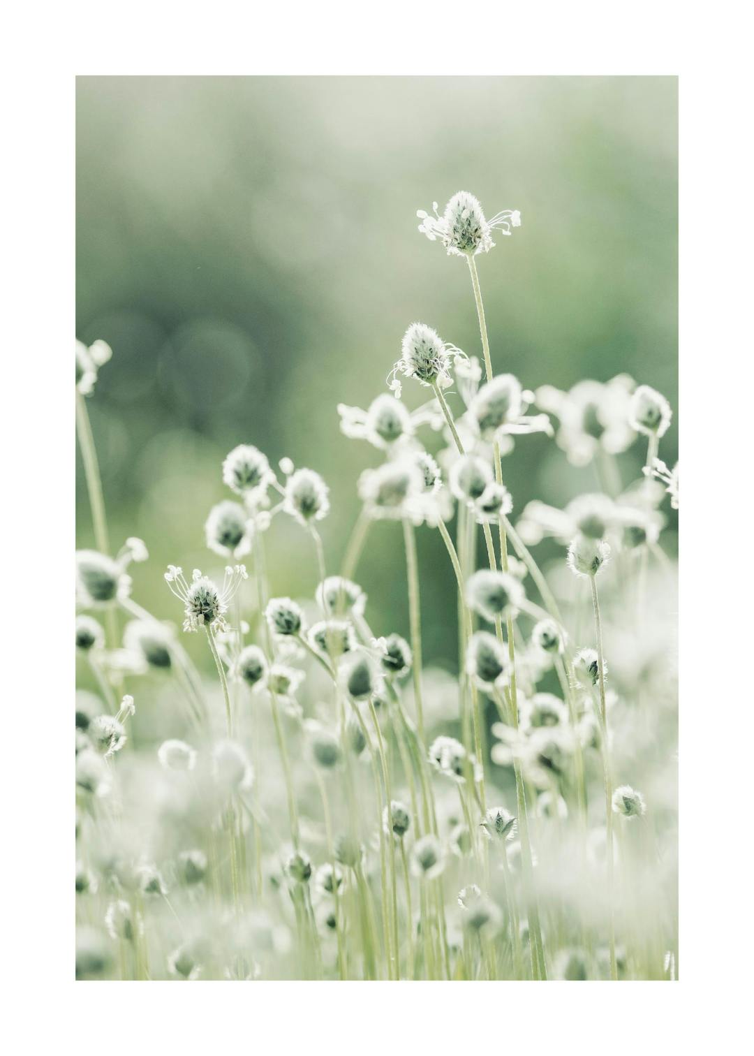 Blooming in Green Poster | Flower Posters Delicate Art | Poster Store USA