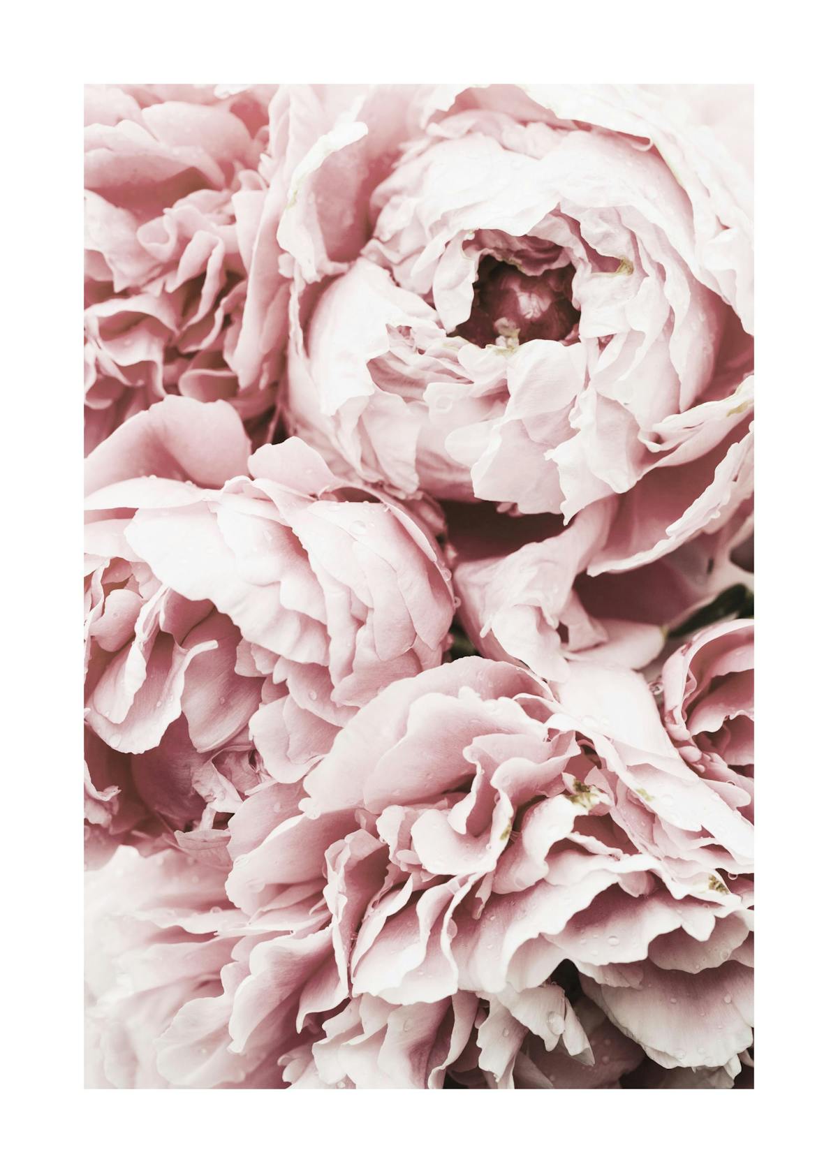 Posters Fleurs - Achat en ligne de posters de fleurs