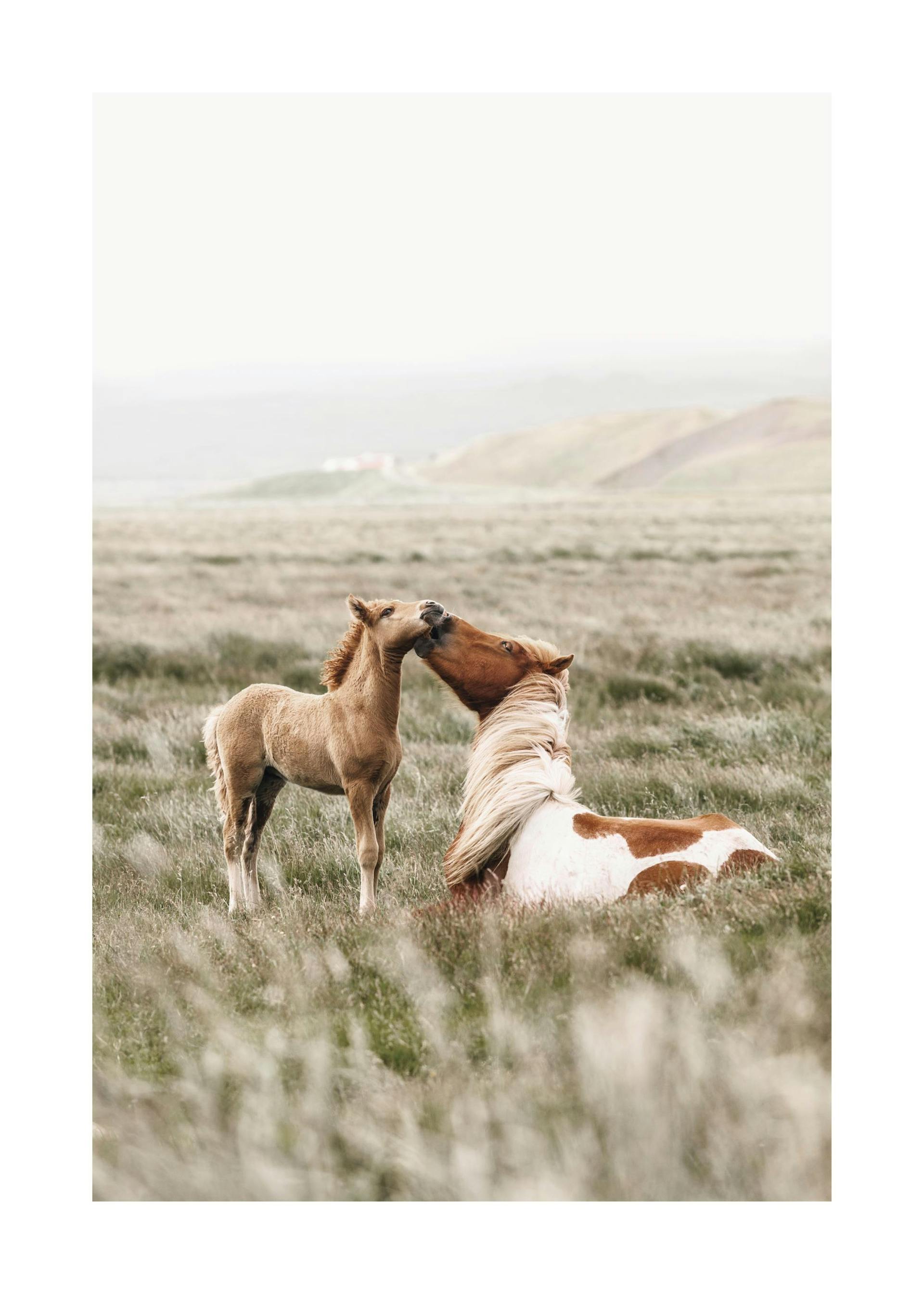 Tierposter - Poster mit wilden Tieren - Posterstore.de