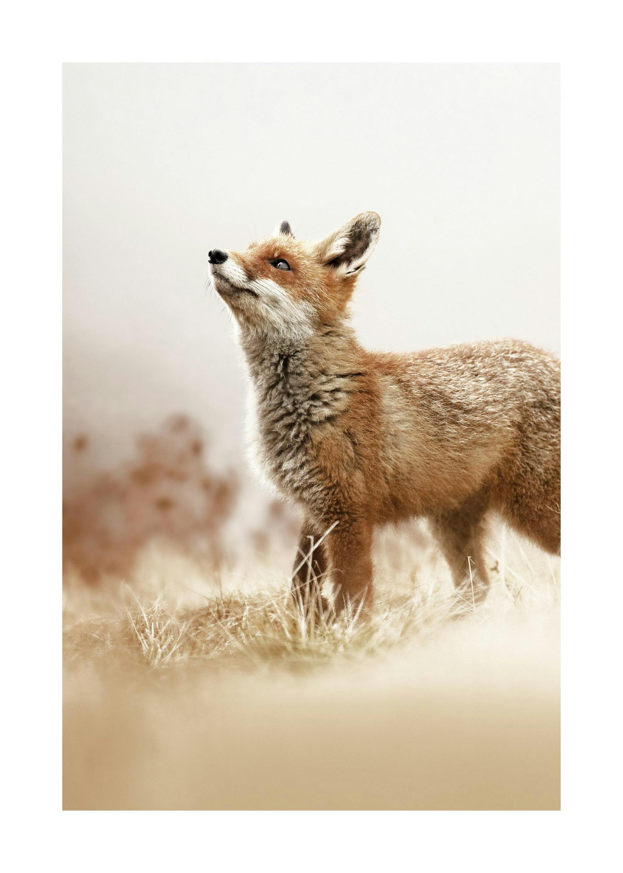 Kauf große Poster in Größe 70x100 cm online - Posterstore.de