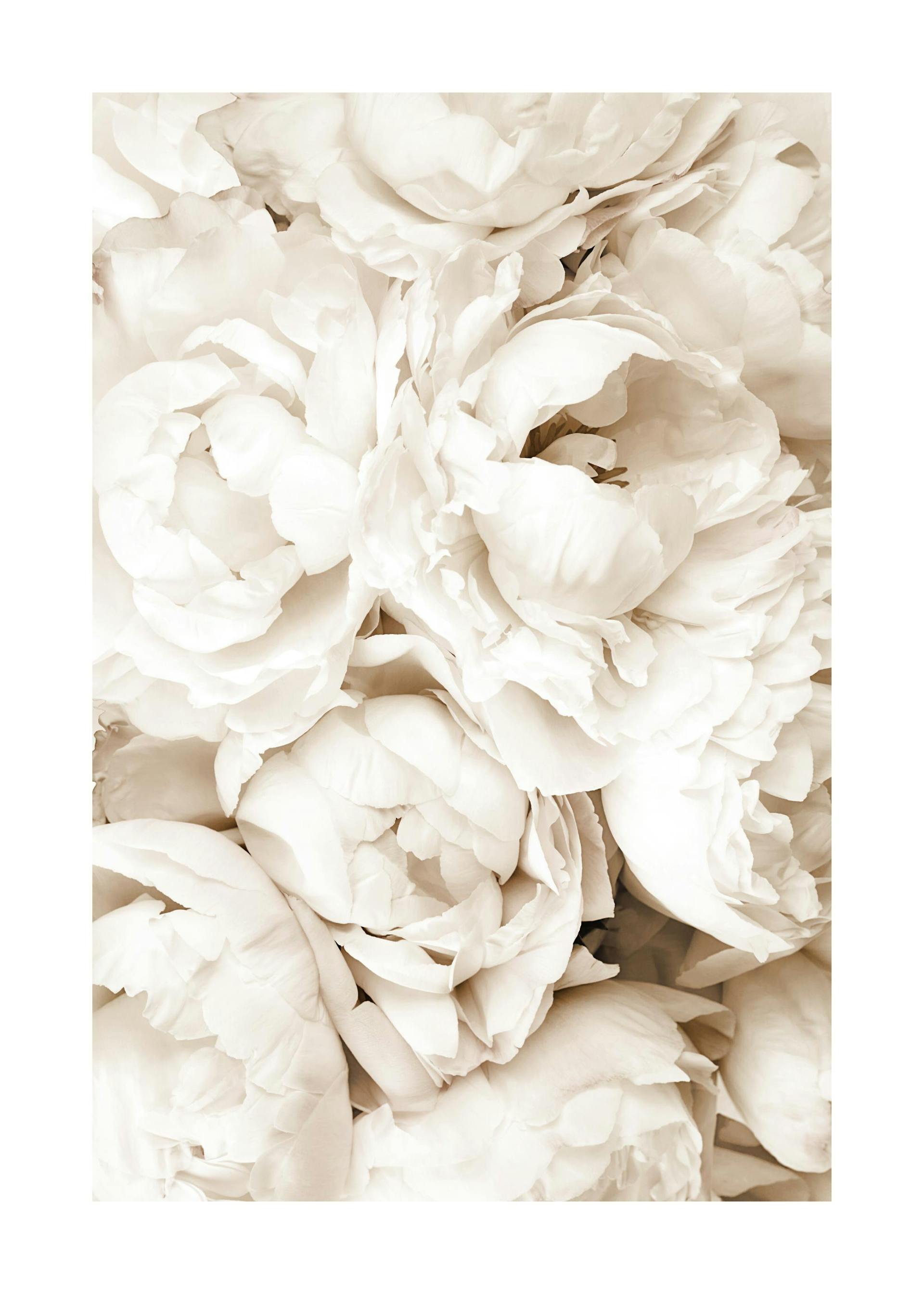Posters Fleurs - Achat en ligne de posters de fleurs