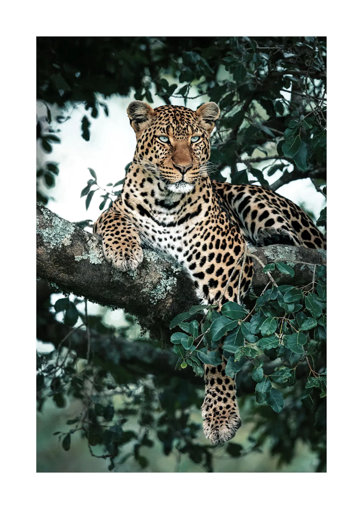 Animal Posters - Buy Insect and Animal Prints