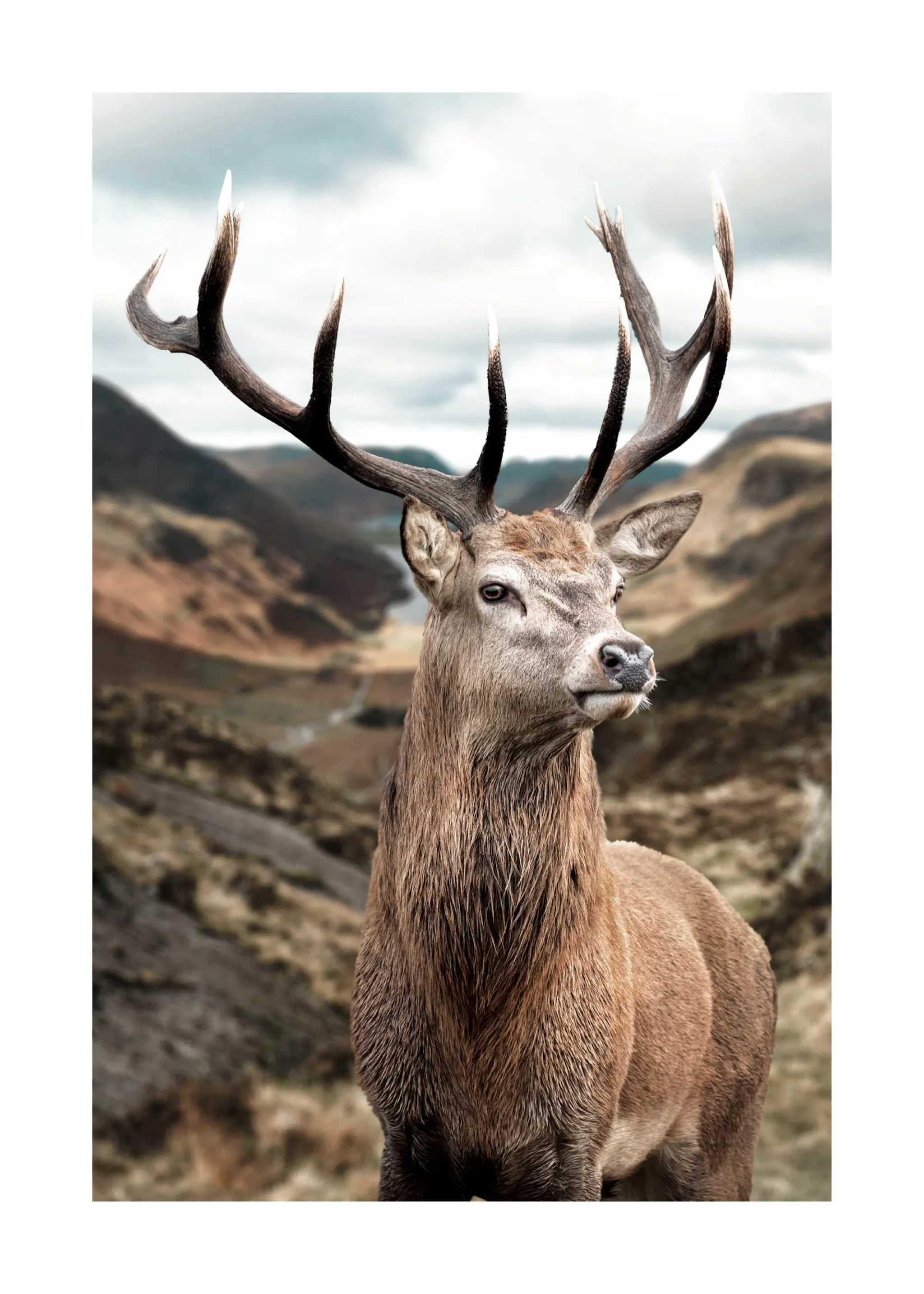 Highland Cattle Poster Scottish Animal | Poster Store NZ