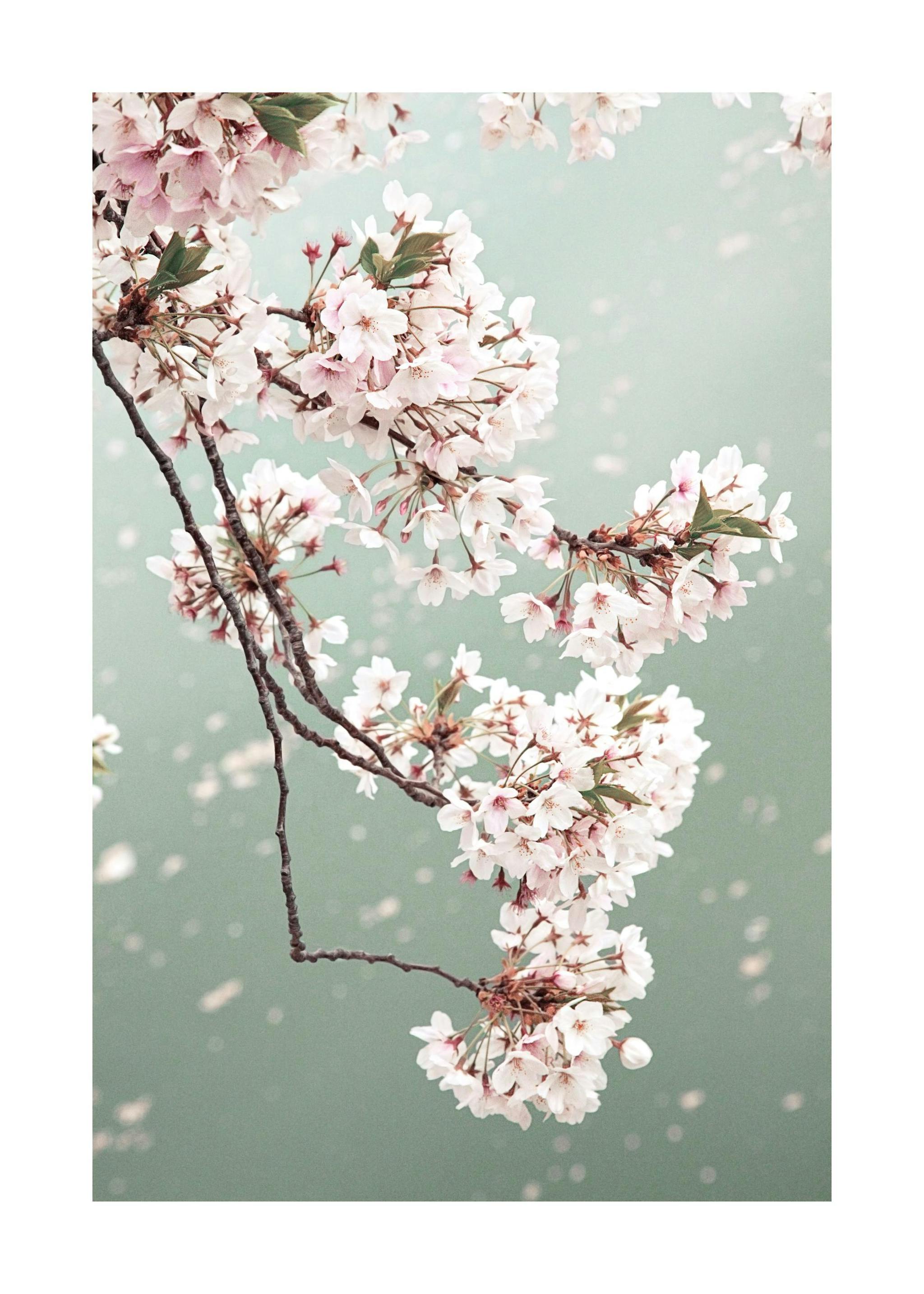 Posters Fleurs - Achat en ligne de posters de fleurs