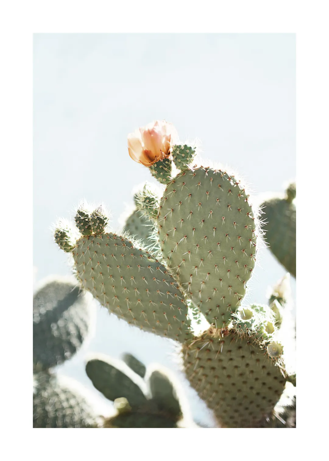 Pink Wall Cactus Poster with Green Plant Decor | Poster Store US