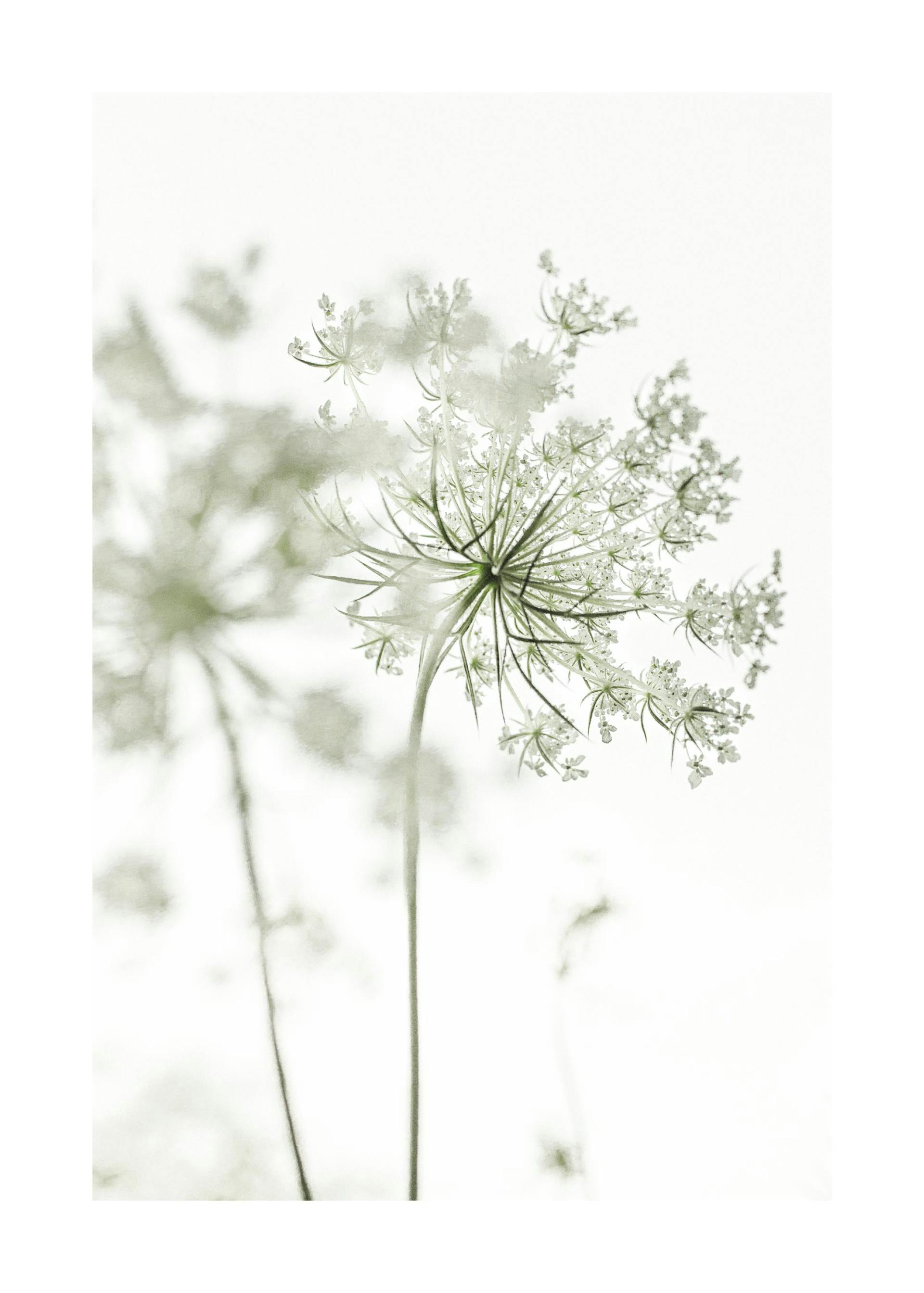 Posters Fleurs - Achat en ligne de posters de fleurs