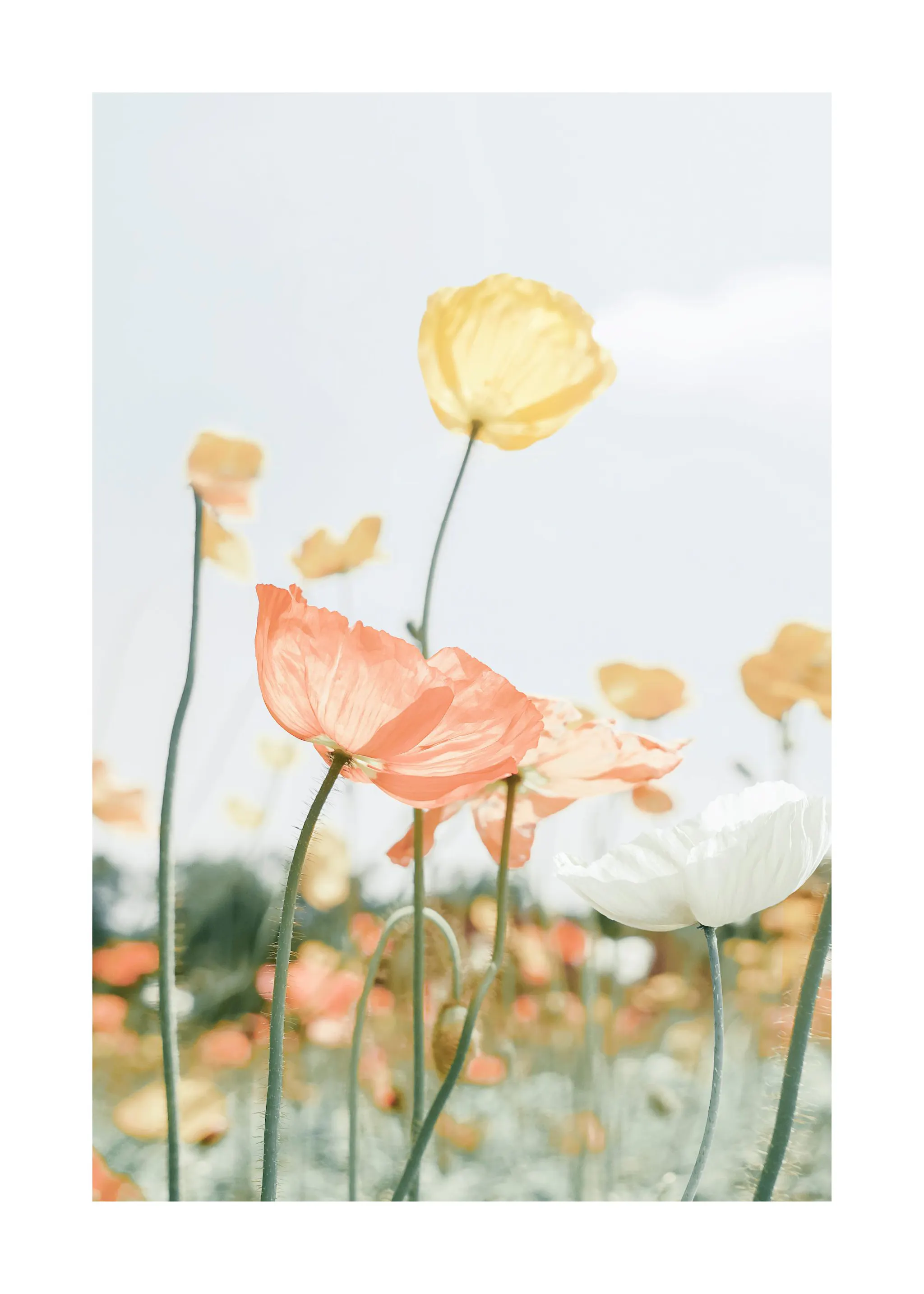 Posters Fleurs - Achat en ligne de posters de fleurs