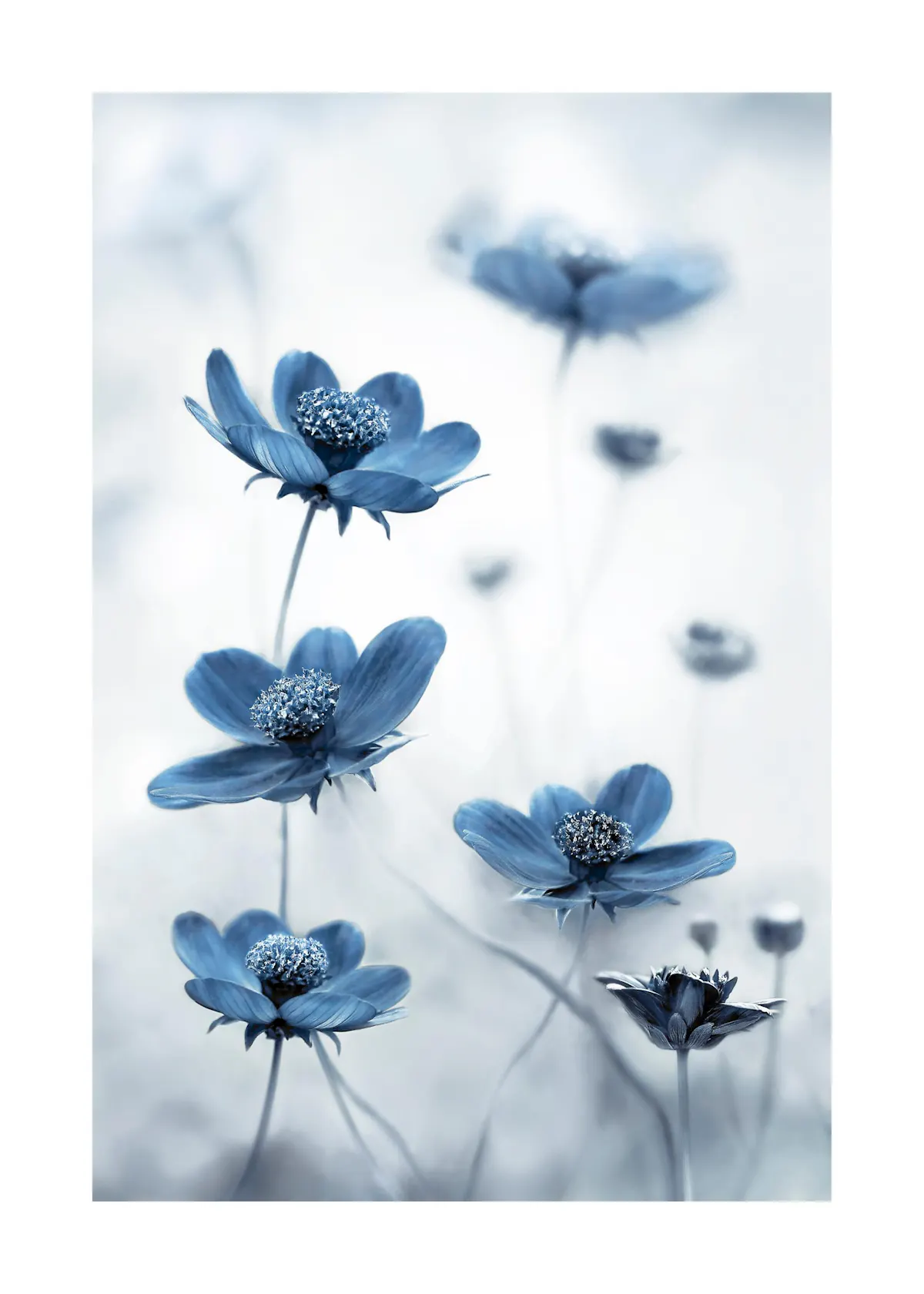 Flowers posters - Buy floral wall art online