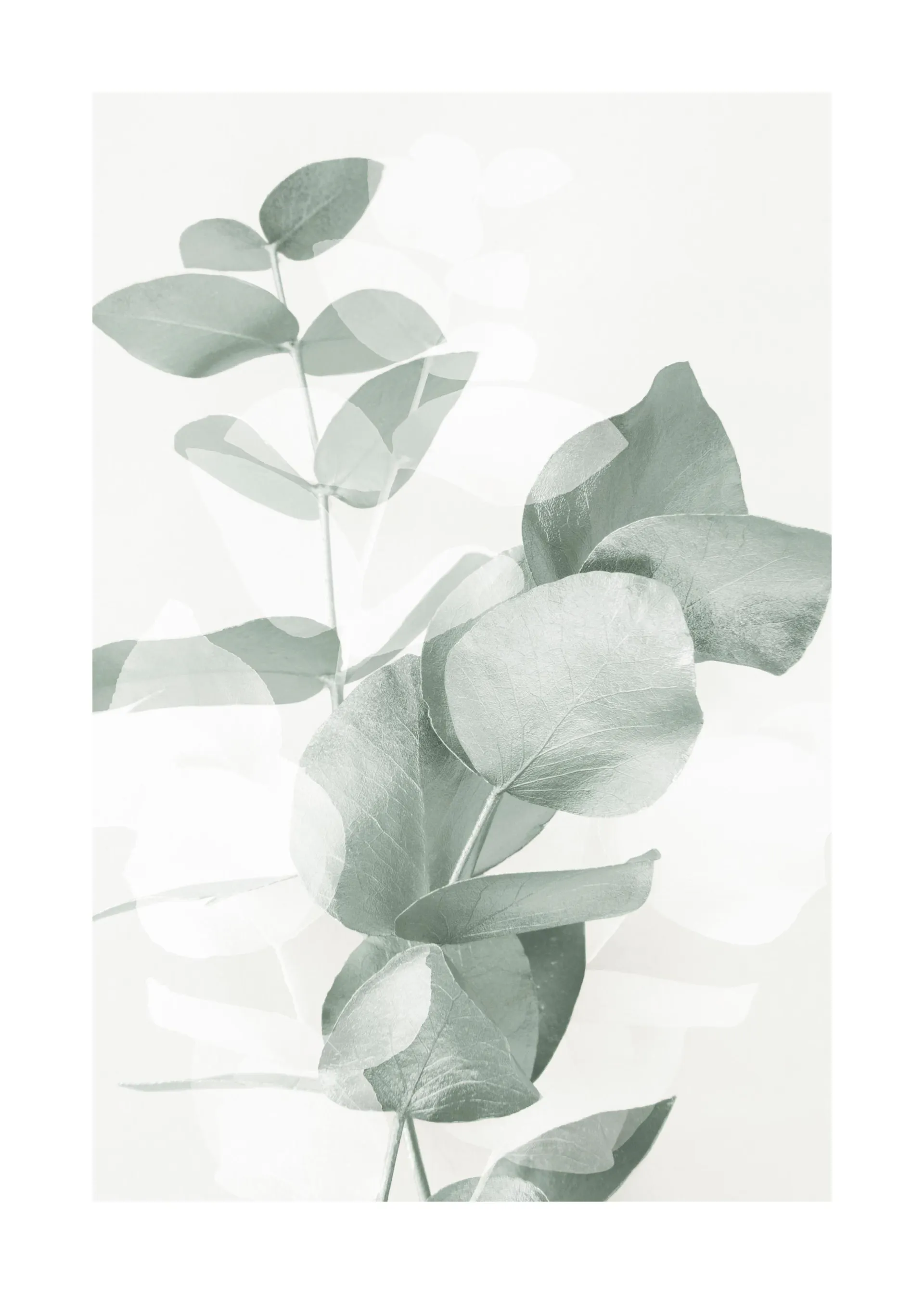 Affiche Eucalyptus minimaliste | Poster Store FR