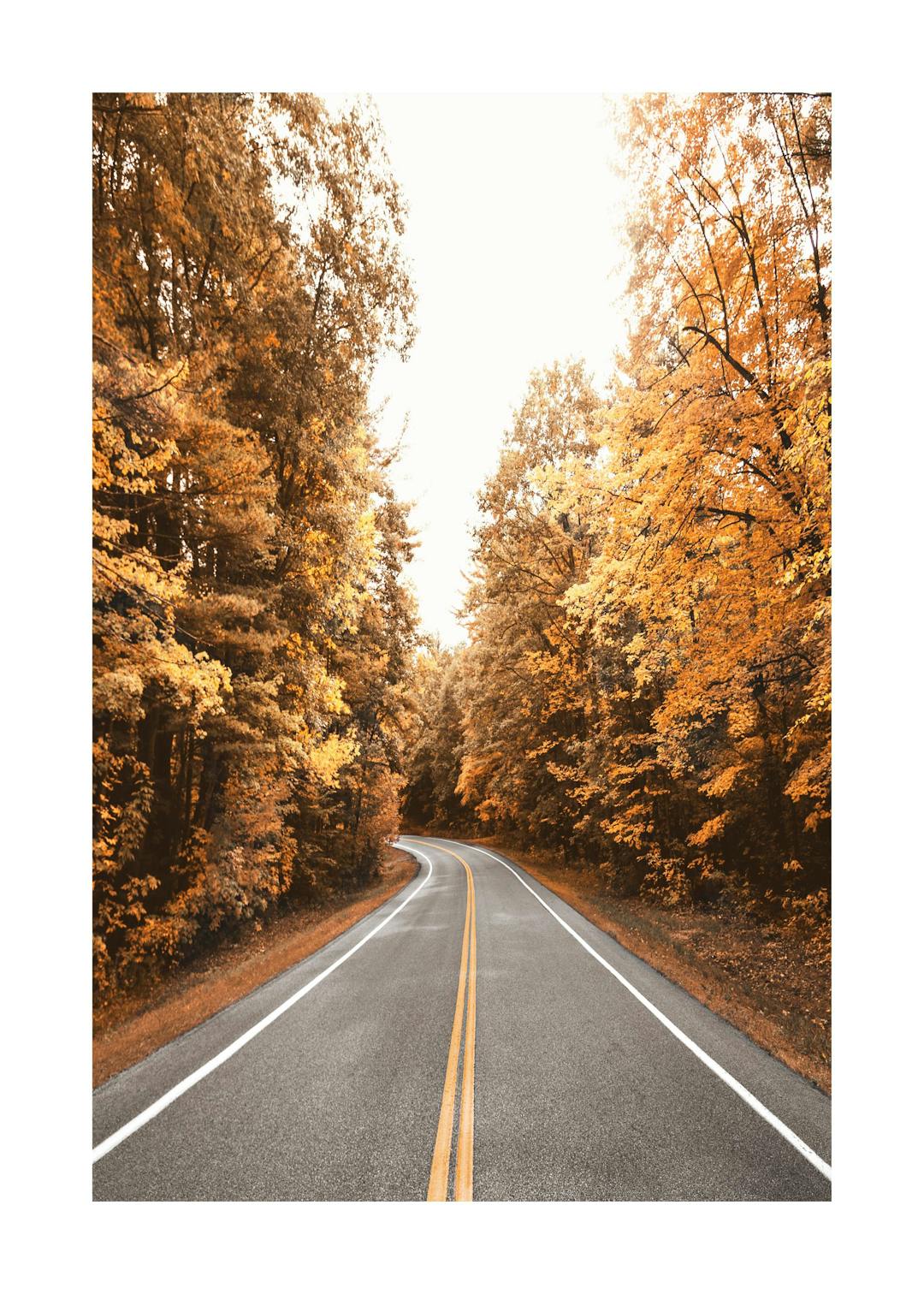 Poster bos | Posters met afbeeldingen van bossen | Posterstore.nl