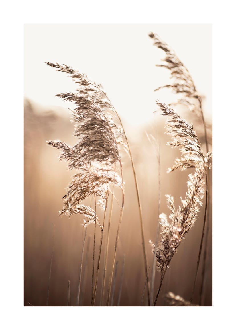 Tavlor för Alla Rum – Snygg Väggkonst Online | Poster Store