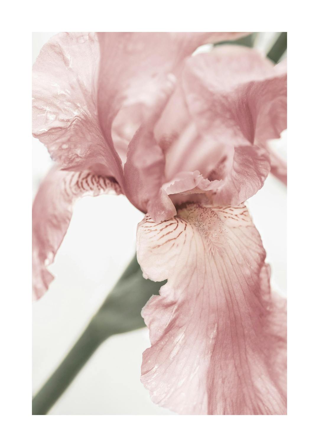 Soft Pink Rose Poster with Rose Wall Art | Poster Store US