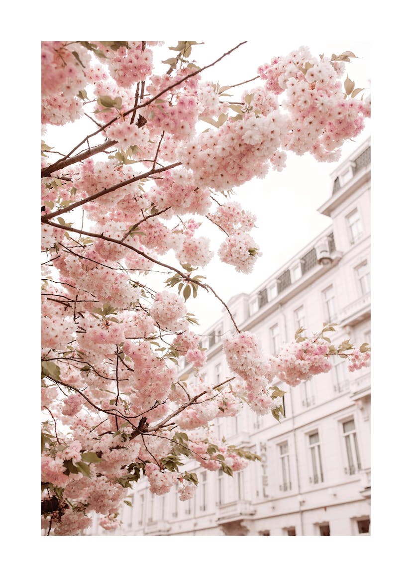 Kers in Bloei Bloesem Poster | Poster Store NL