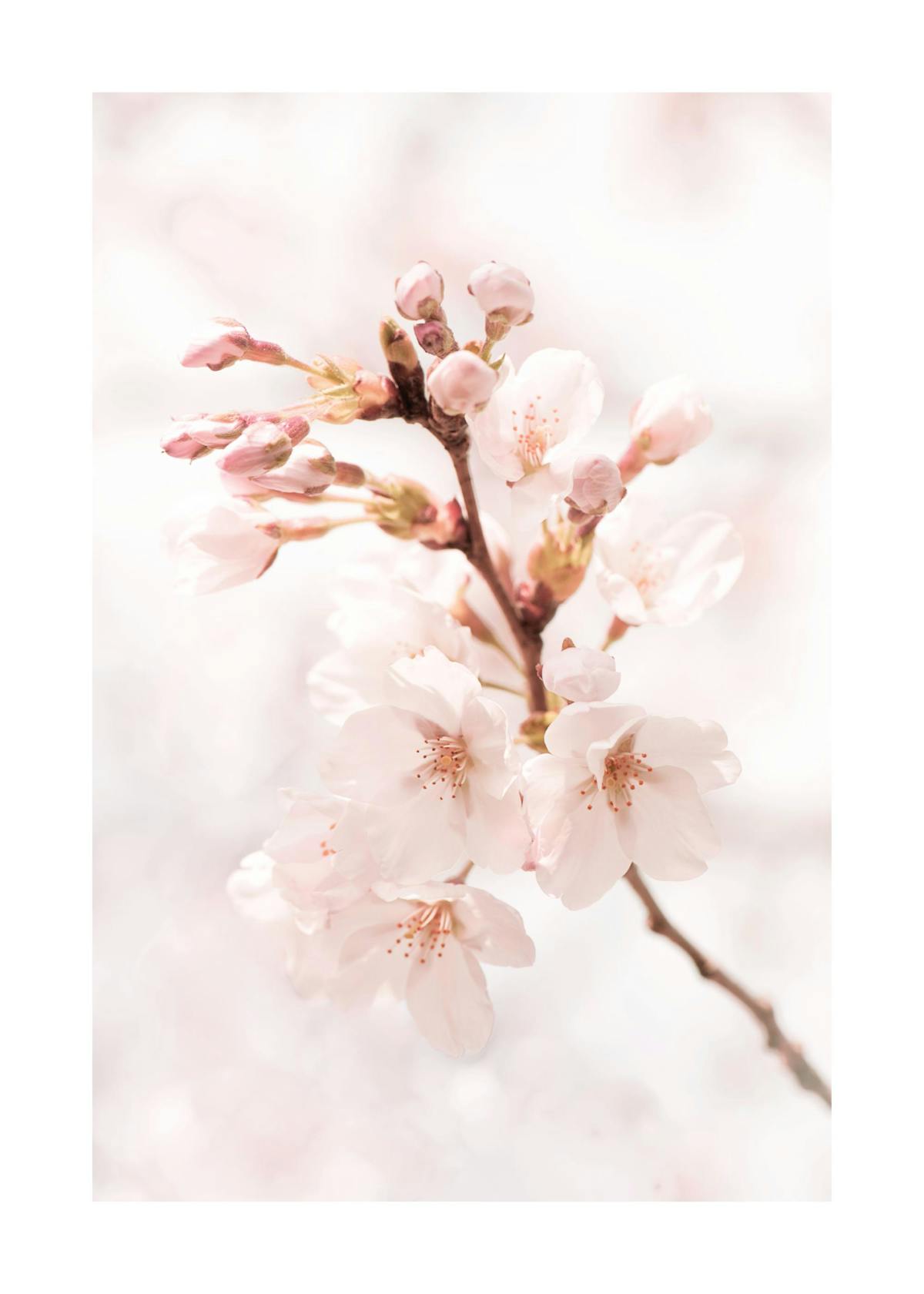 Blooming Rose Poster with Pink Flower Detail | Poster Store CA