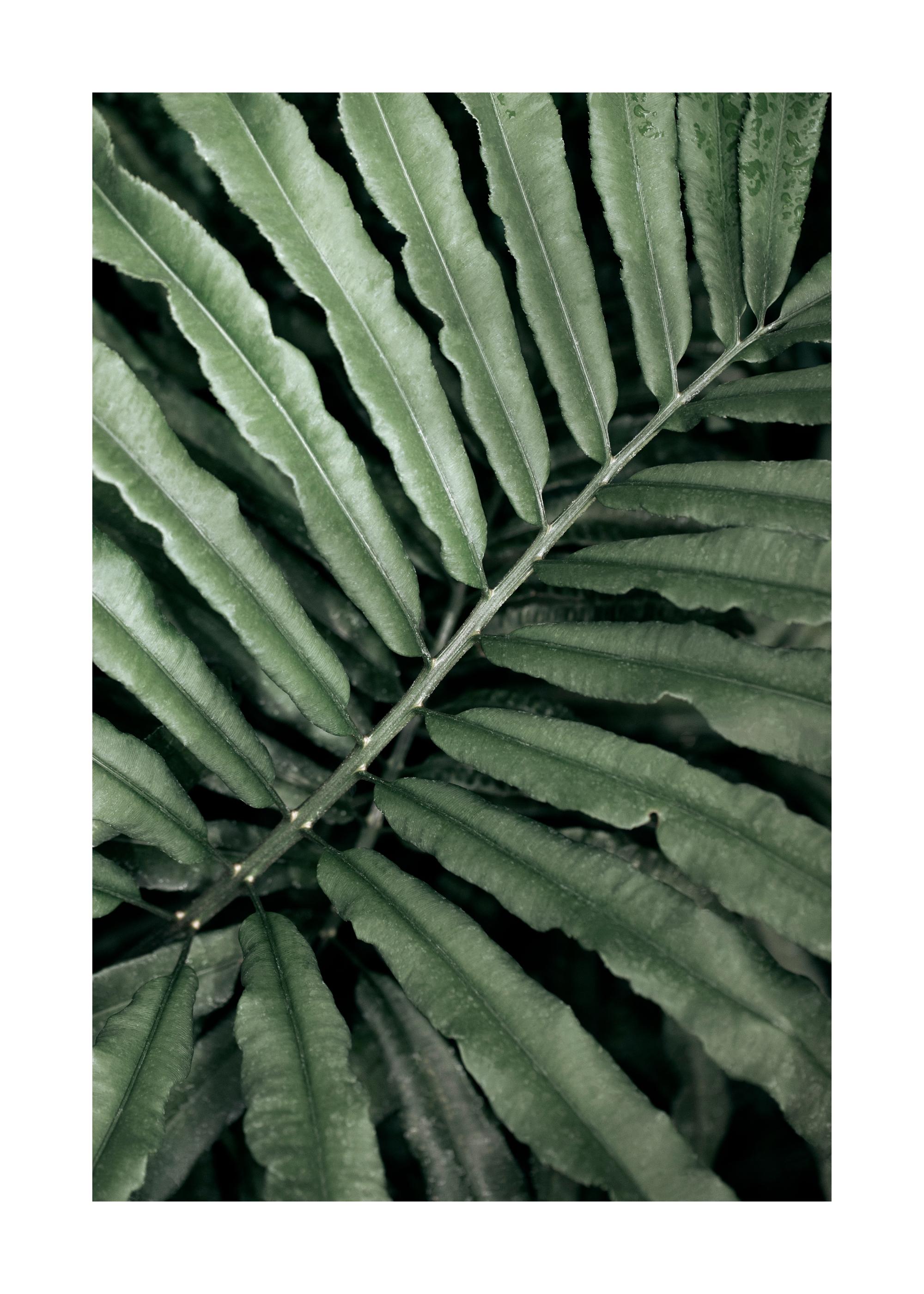 Green Fern Poster with Botanical Wall Art | Poster Store NZ