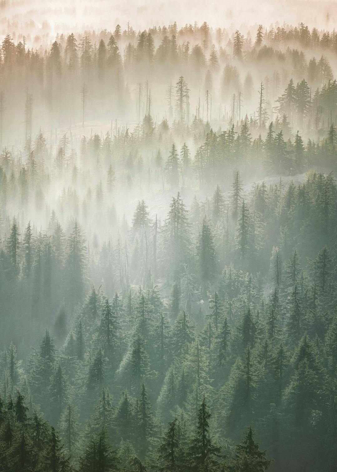 Sun Rays Through Mist Forest Landscape Poster | Poster Store US