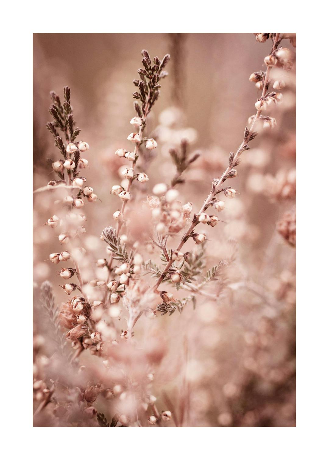 Blooming Rose Poster with Pink Flower Detail | Poster Store CA