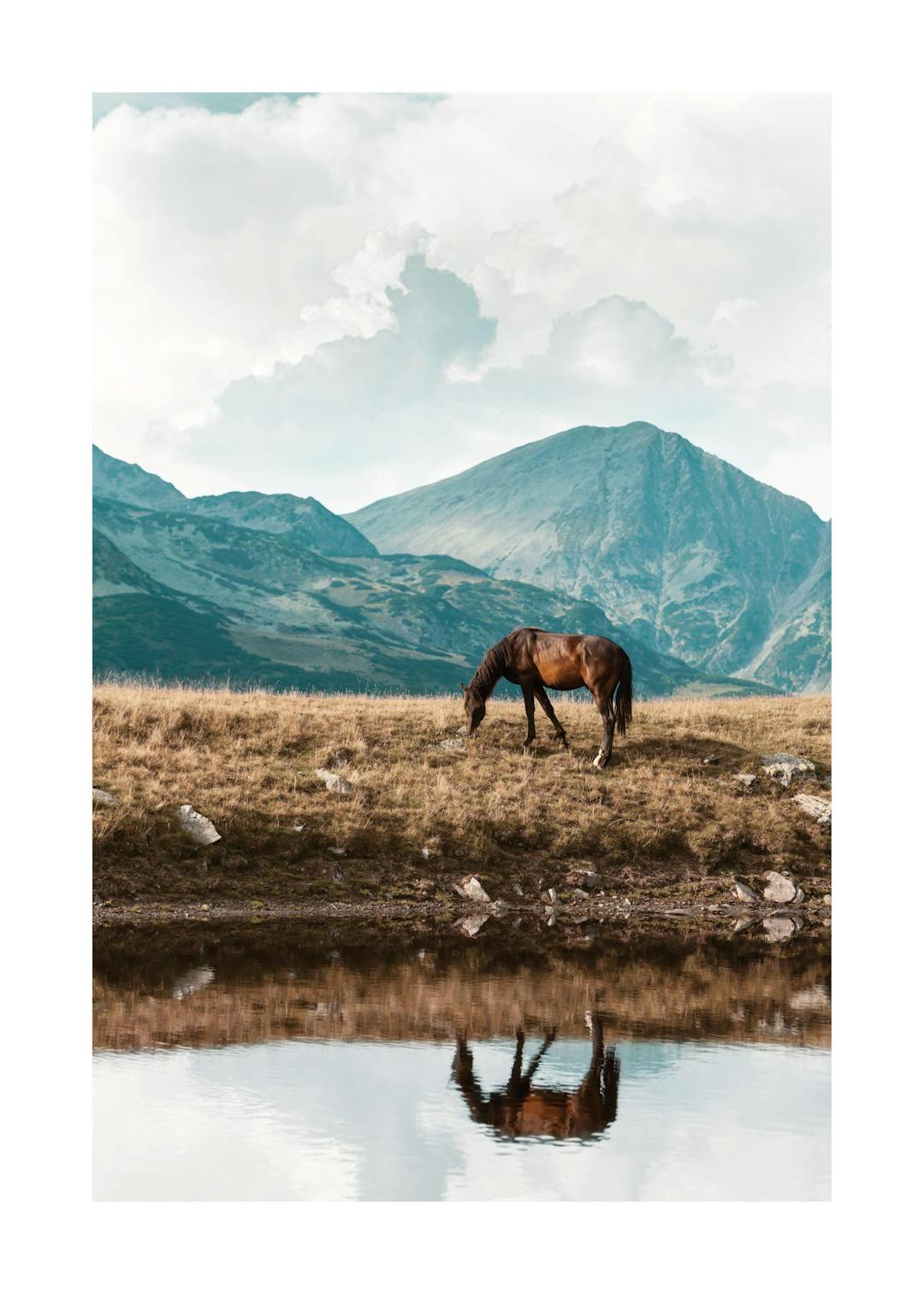 White Stallion Poster with Horse Art | Poster Store US