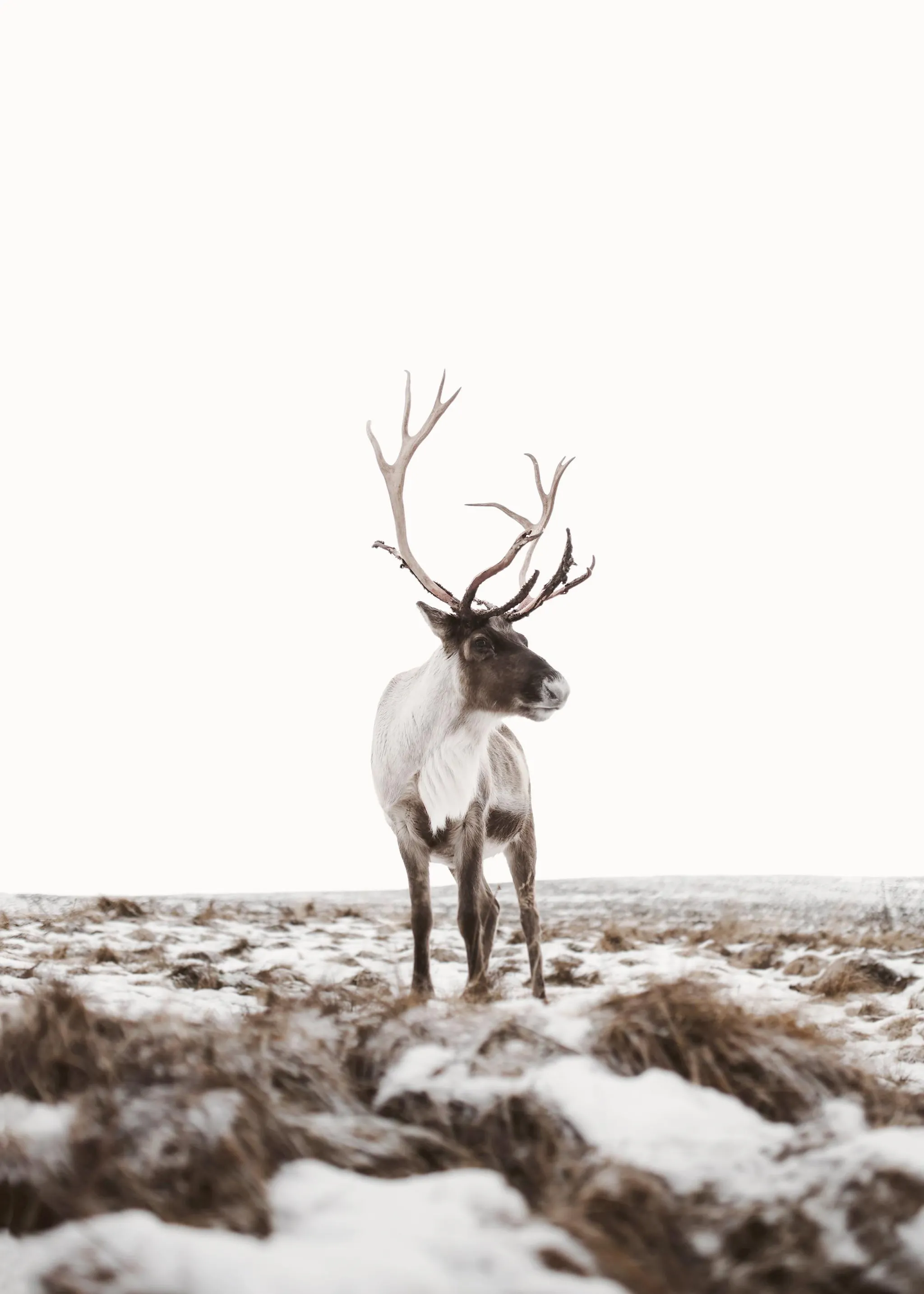 Sneeuwlandschap Rendieren Poster | Poster Store NL