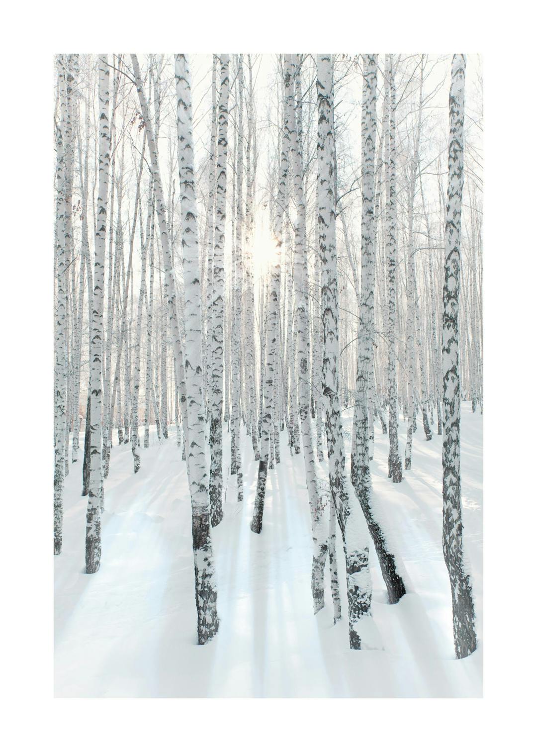 Obrázky lesa | Tisky s obrázky lesa | Posterstore.cz