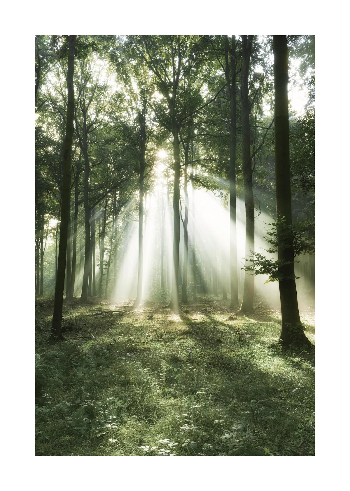 Forest Sunrise Poster with Misty Forest Light | Poster Store CA