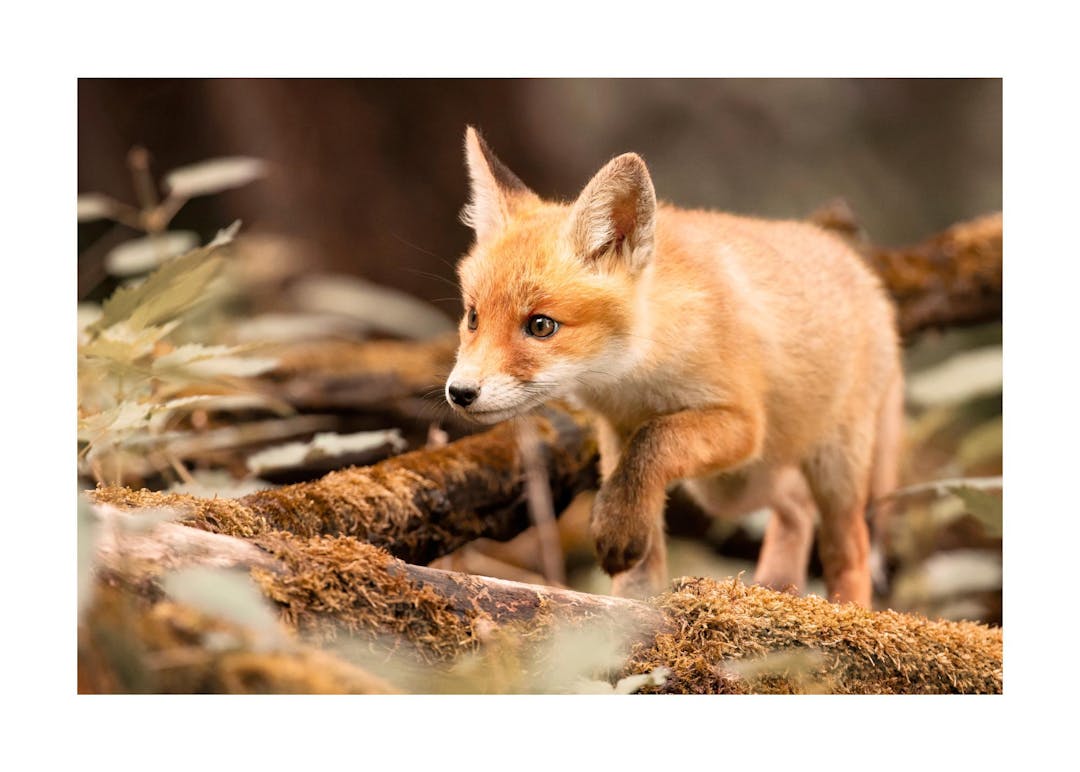 Spring Birch Forest Poster with Birch Tree Art | Poster Store US