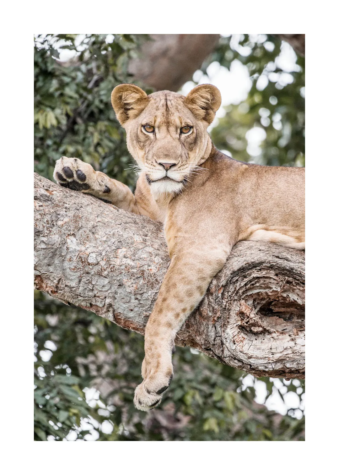 Peacock Poster with Colourful Bird Design | Poster Store UK