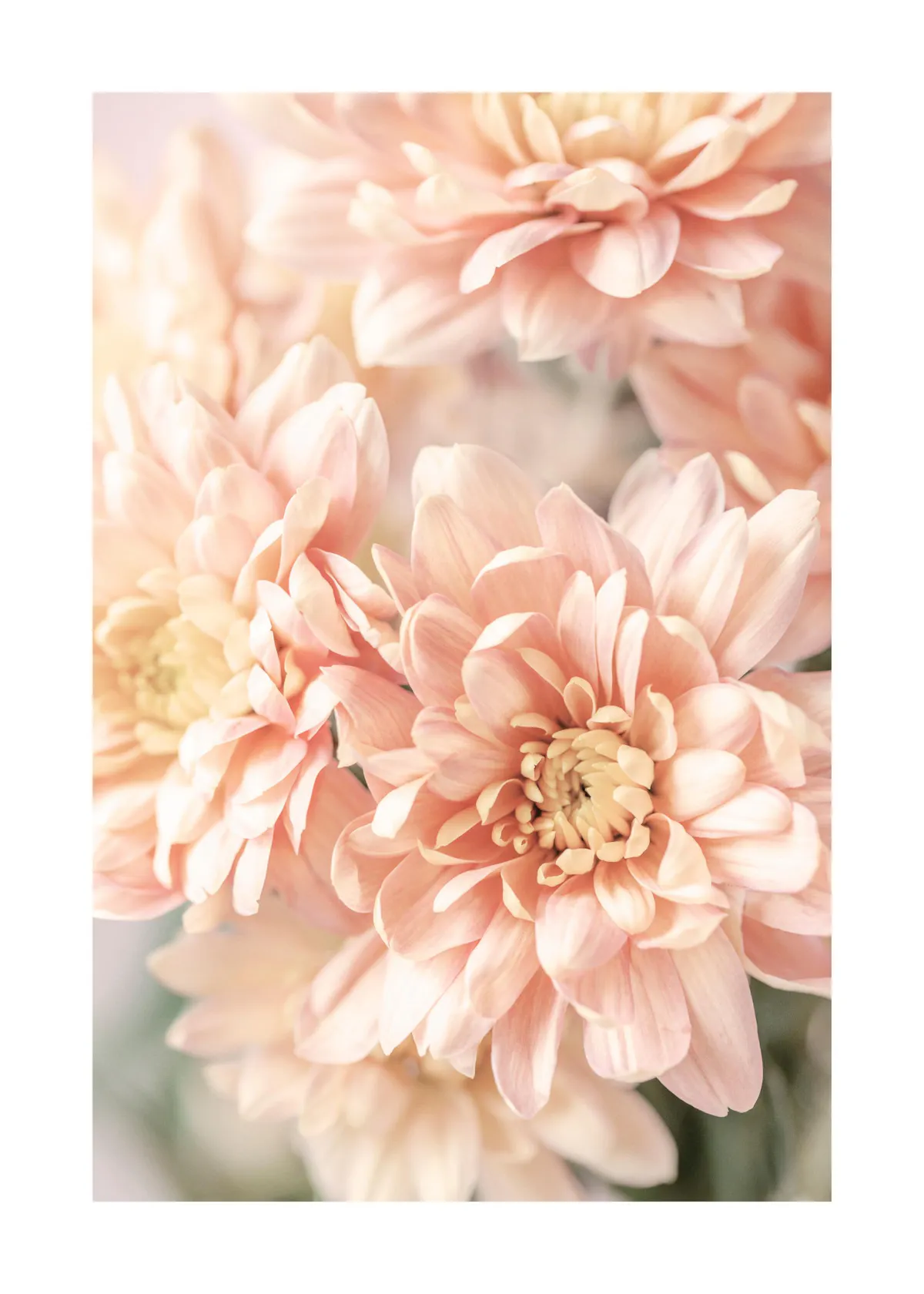 Abstract Spring Flowers Poster | Spring Flower Prints | Poster Store Canada