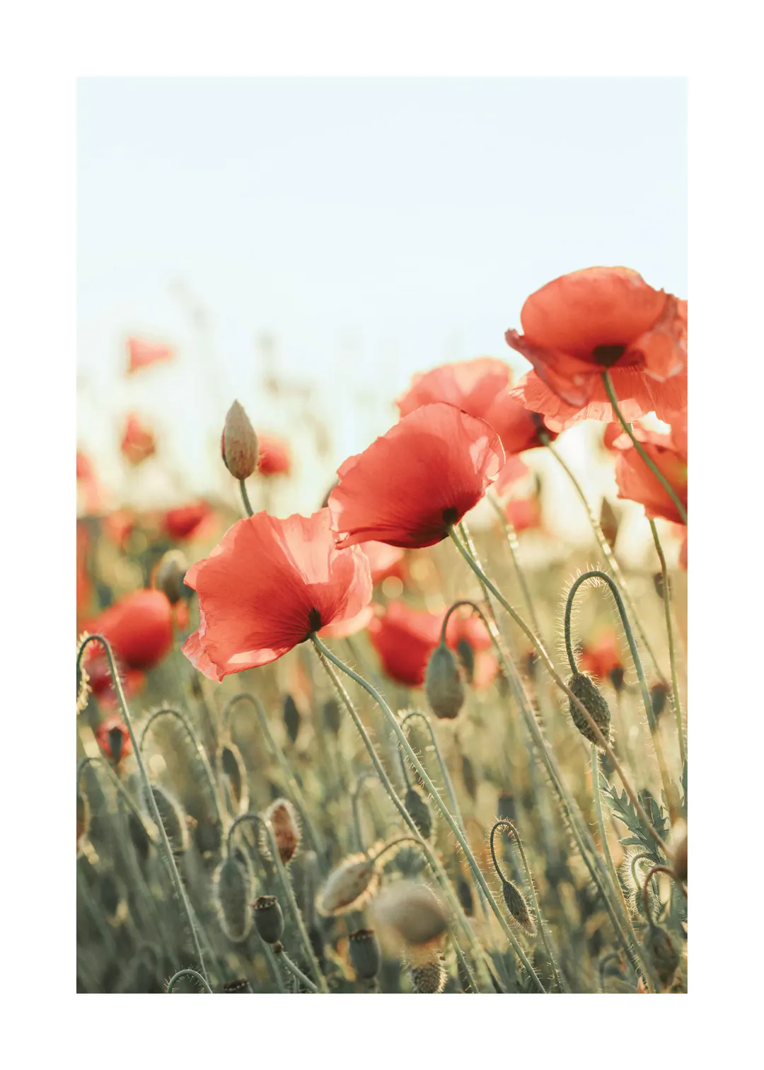 Pink Poppy Botanical Poster | Poster Store US