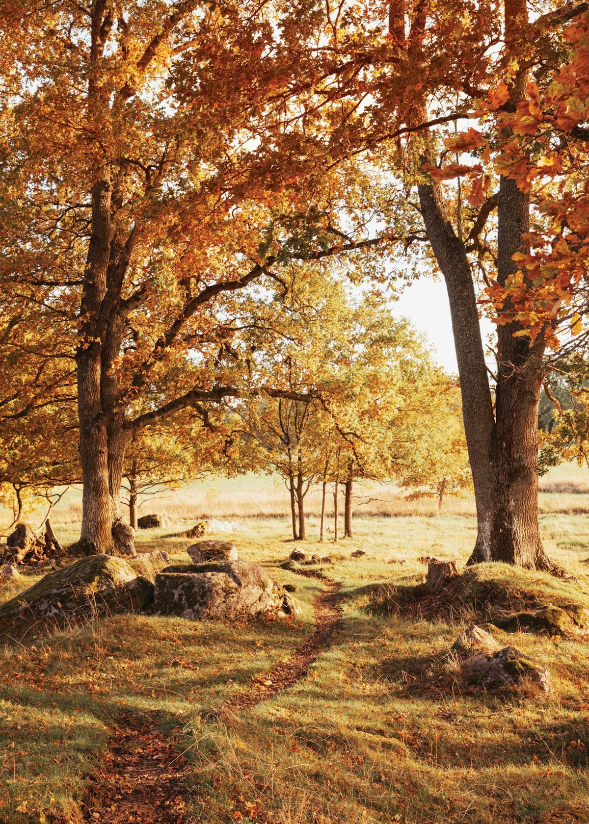 Fall Fika Poster with Autumn Leaves | Poster Store CA