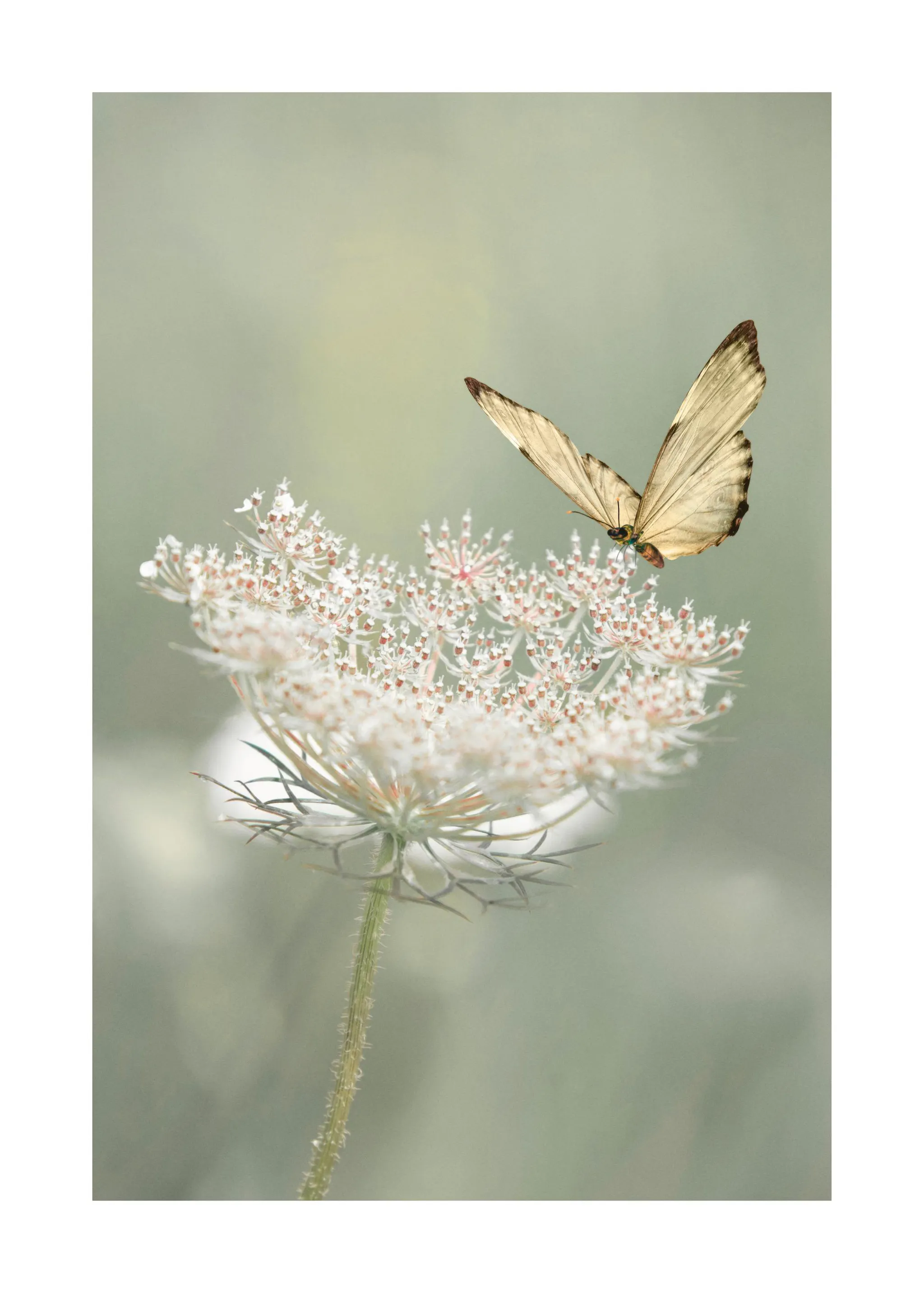 Tierposter - Poster mit wilden Tieren - Posterstore.de