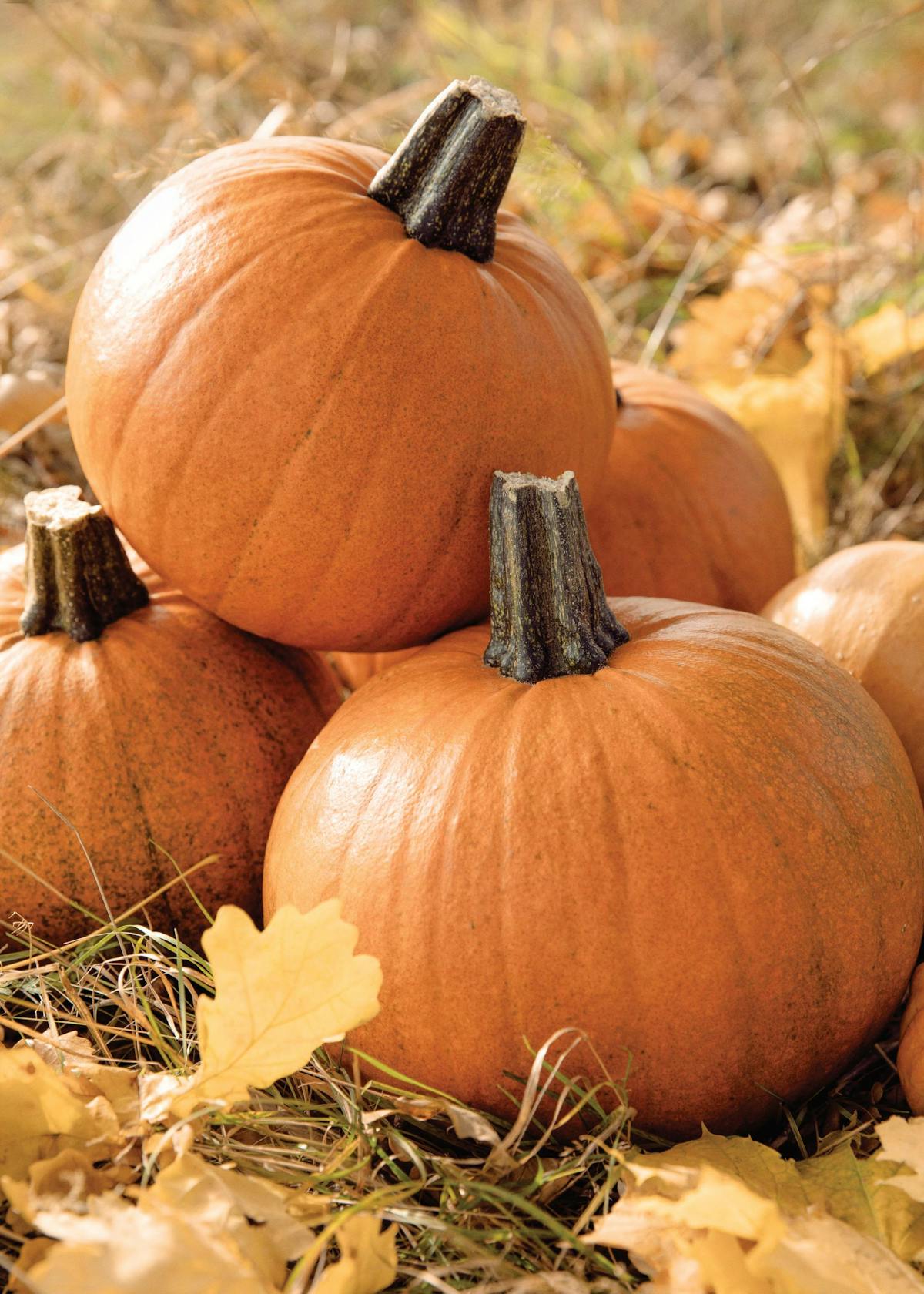 Tavlor för Alla Rum – Snygg Väggkonst Online | Poster Store