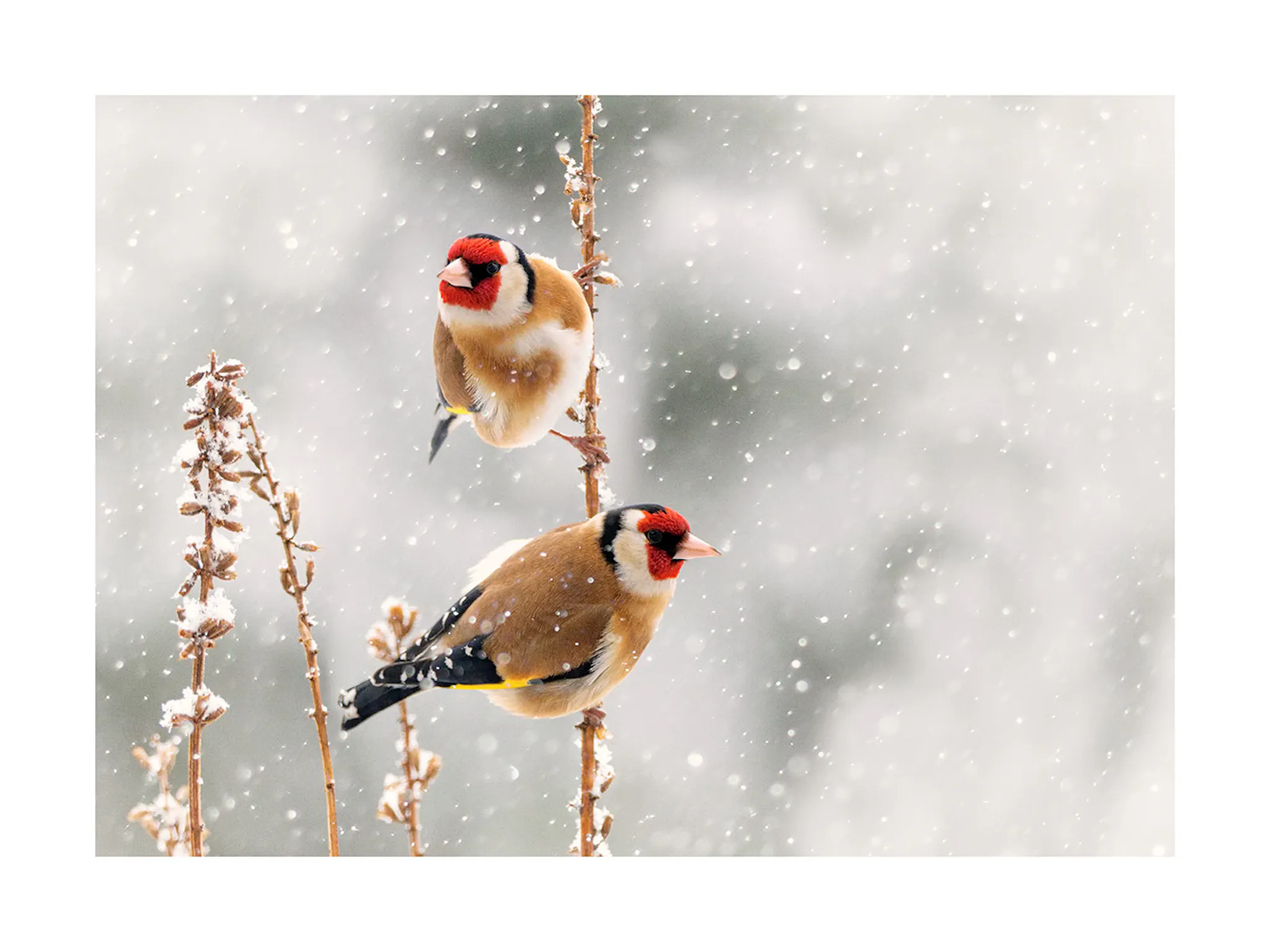 Porträt eines Pfaus Naturposter | Poster Store DE