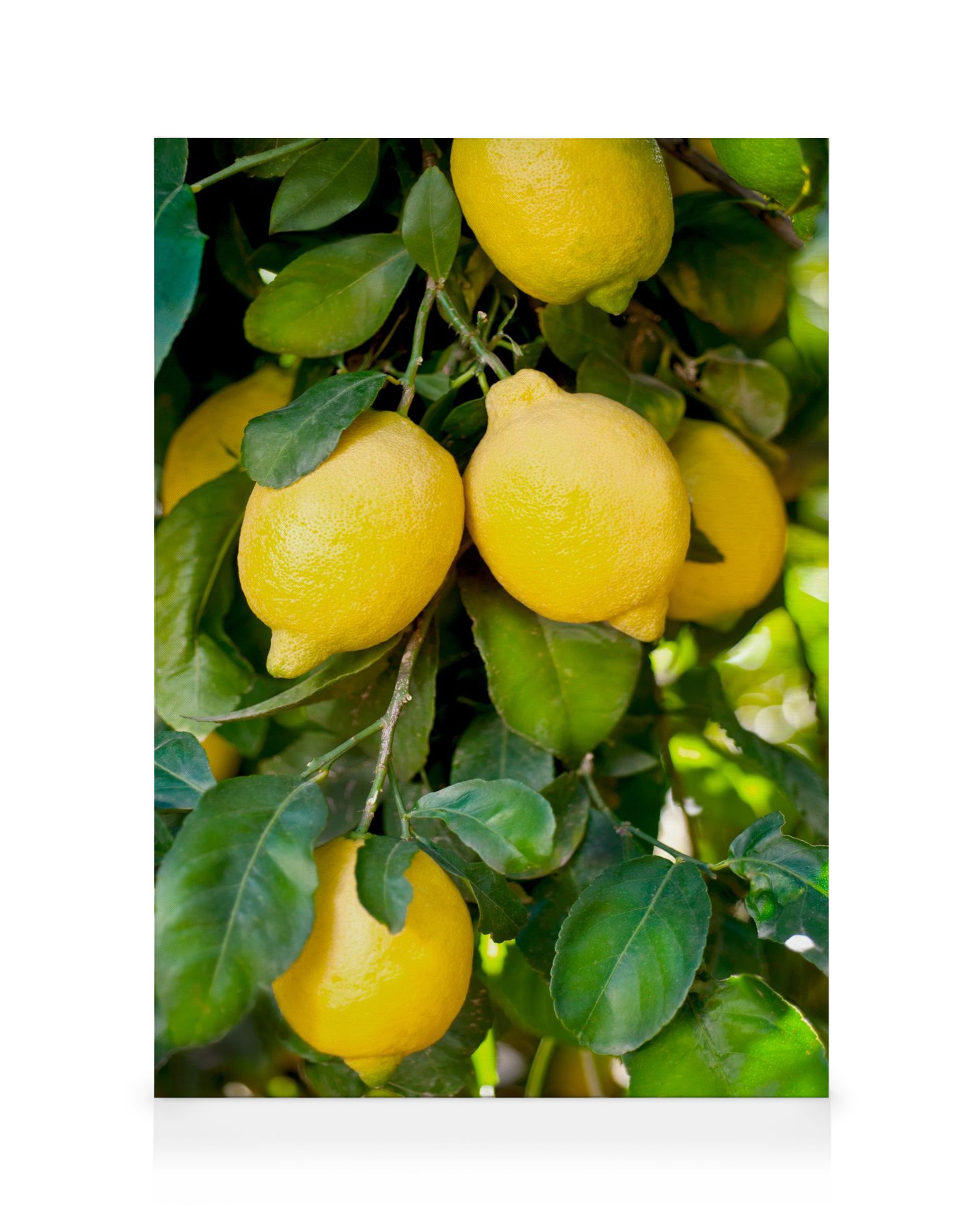 Poster Fresh Lemons - Décoration Murale Citrons Jaunes | Posterstore.fr