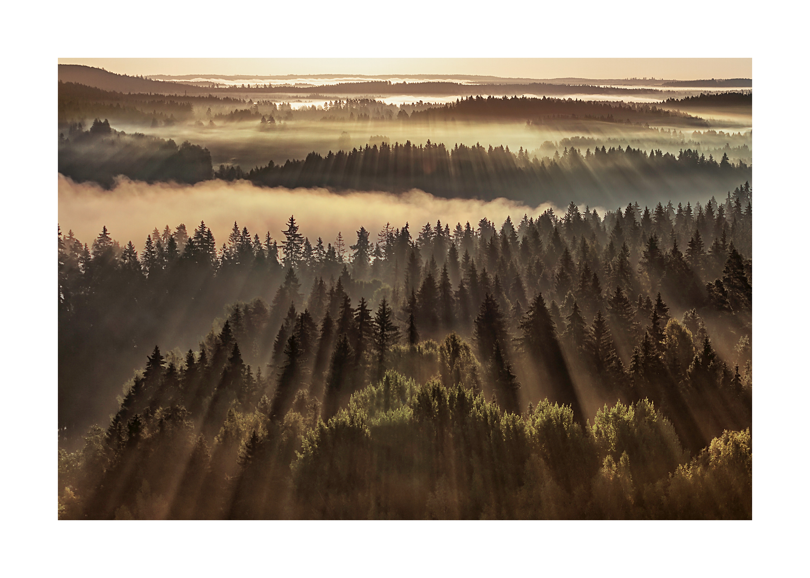 Sunrise Forest Landscape poster | Poster Store US