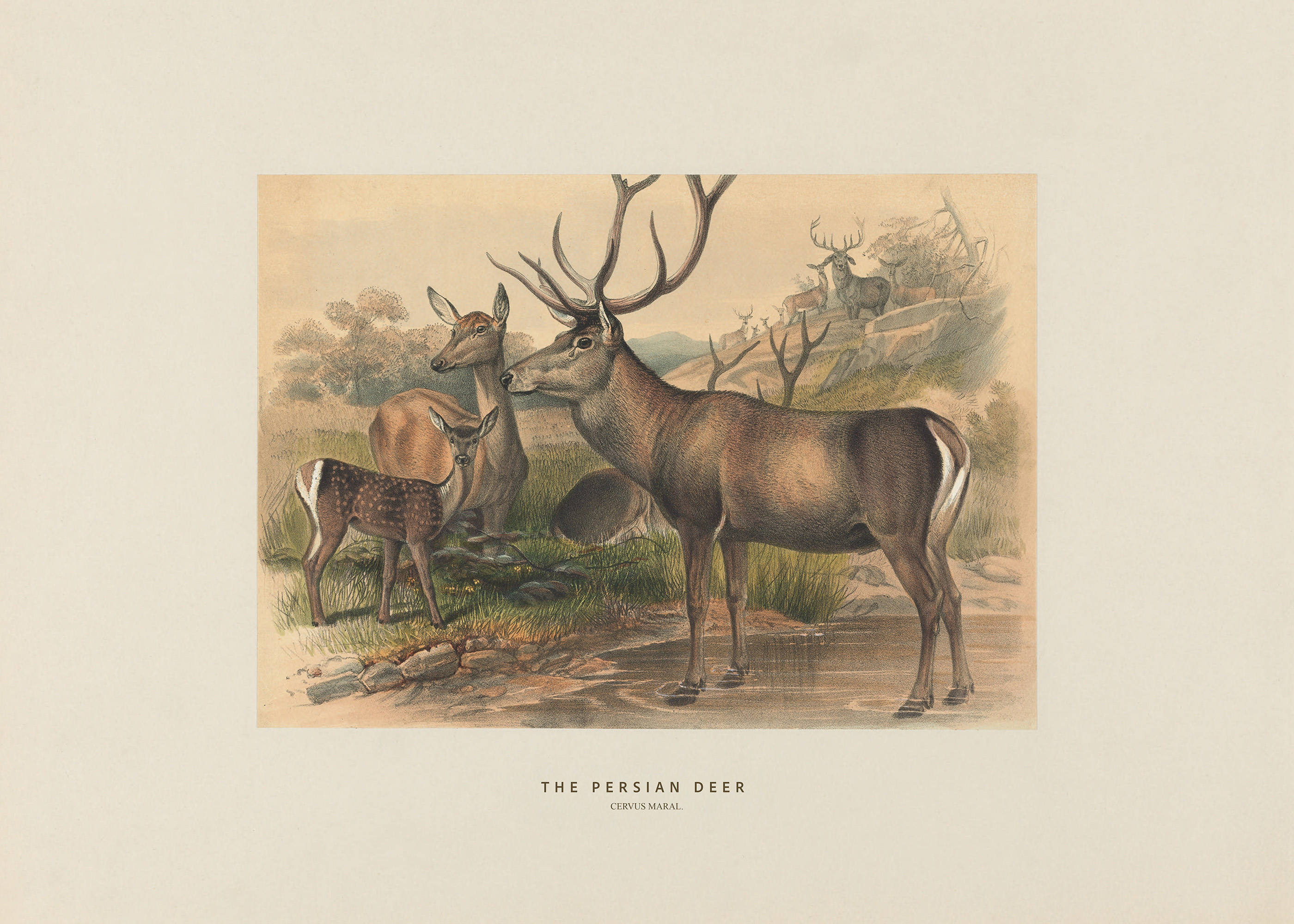 Vintage Perzische Hert Wildlife Poster | Poster Store NL