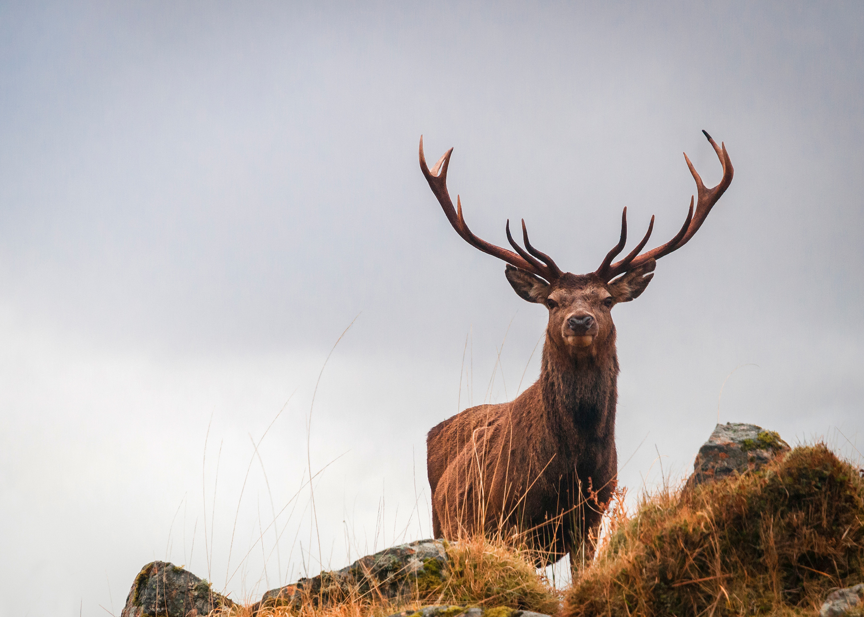 Highland Stag with Antlers Nature Poster | Poster Store EU