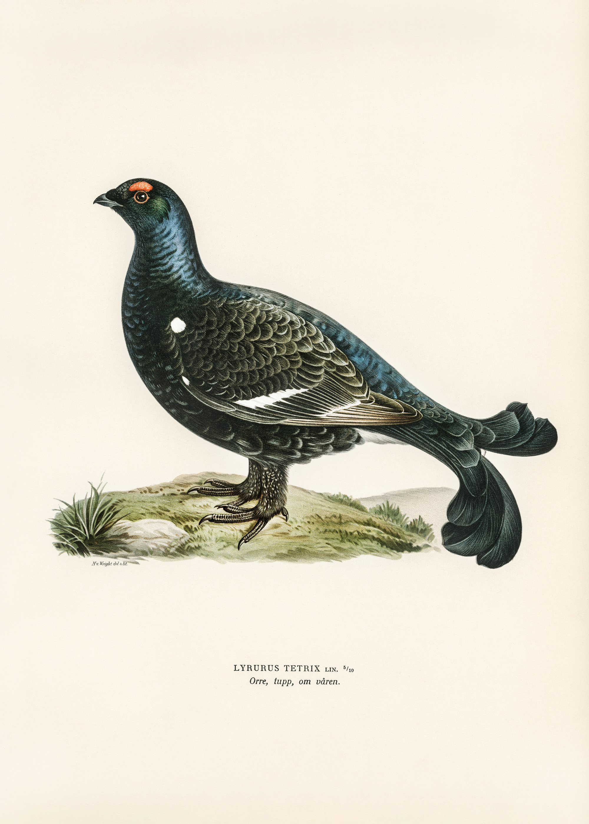 Vintage Natural History Bird Art Poster | Poster Store UK