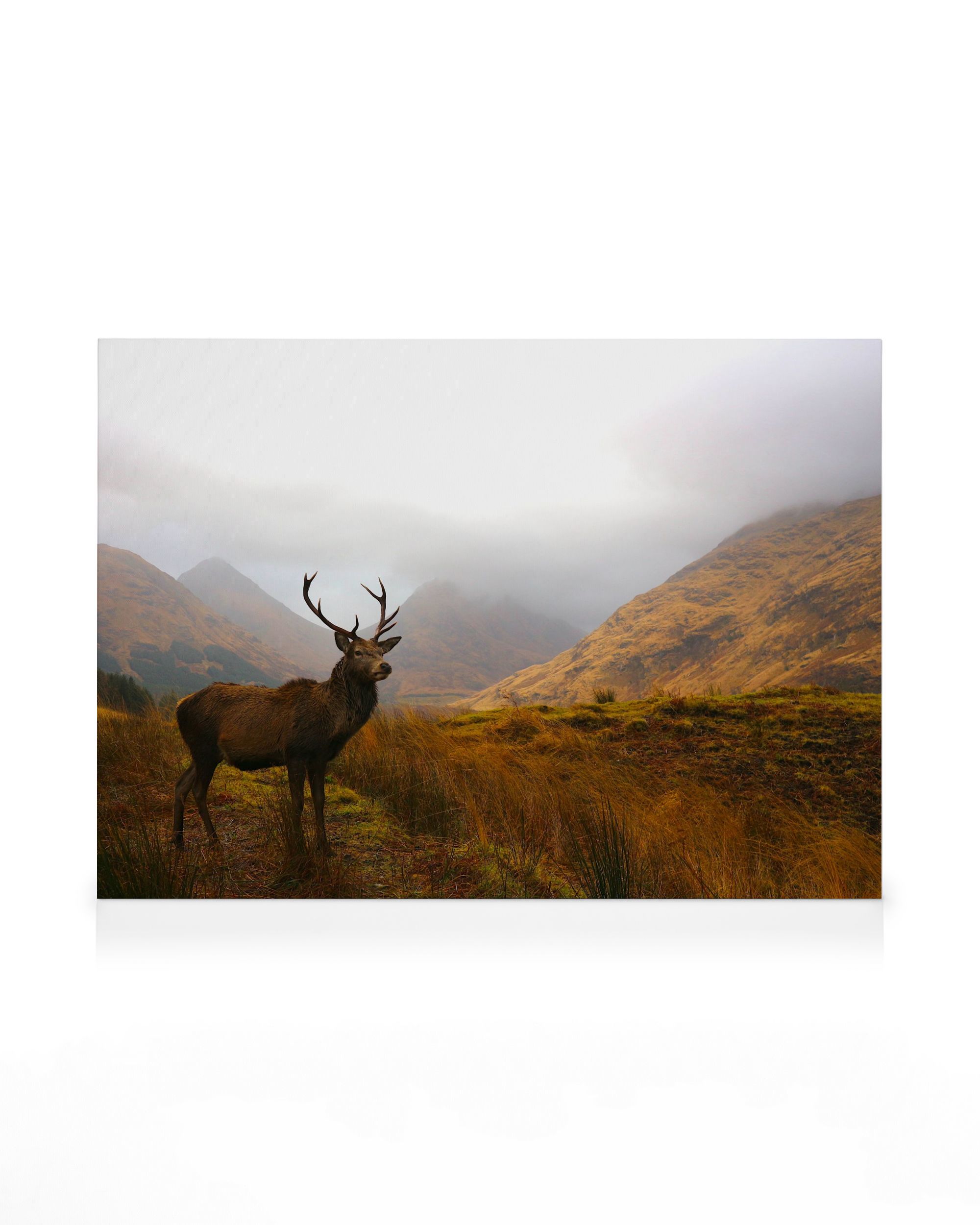 Ciervo Montañas Glencoe Escocia Lienzo | Poster Store ES