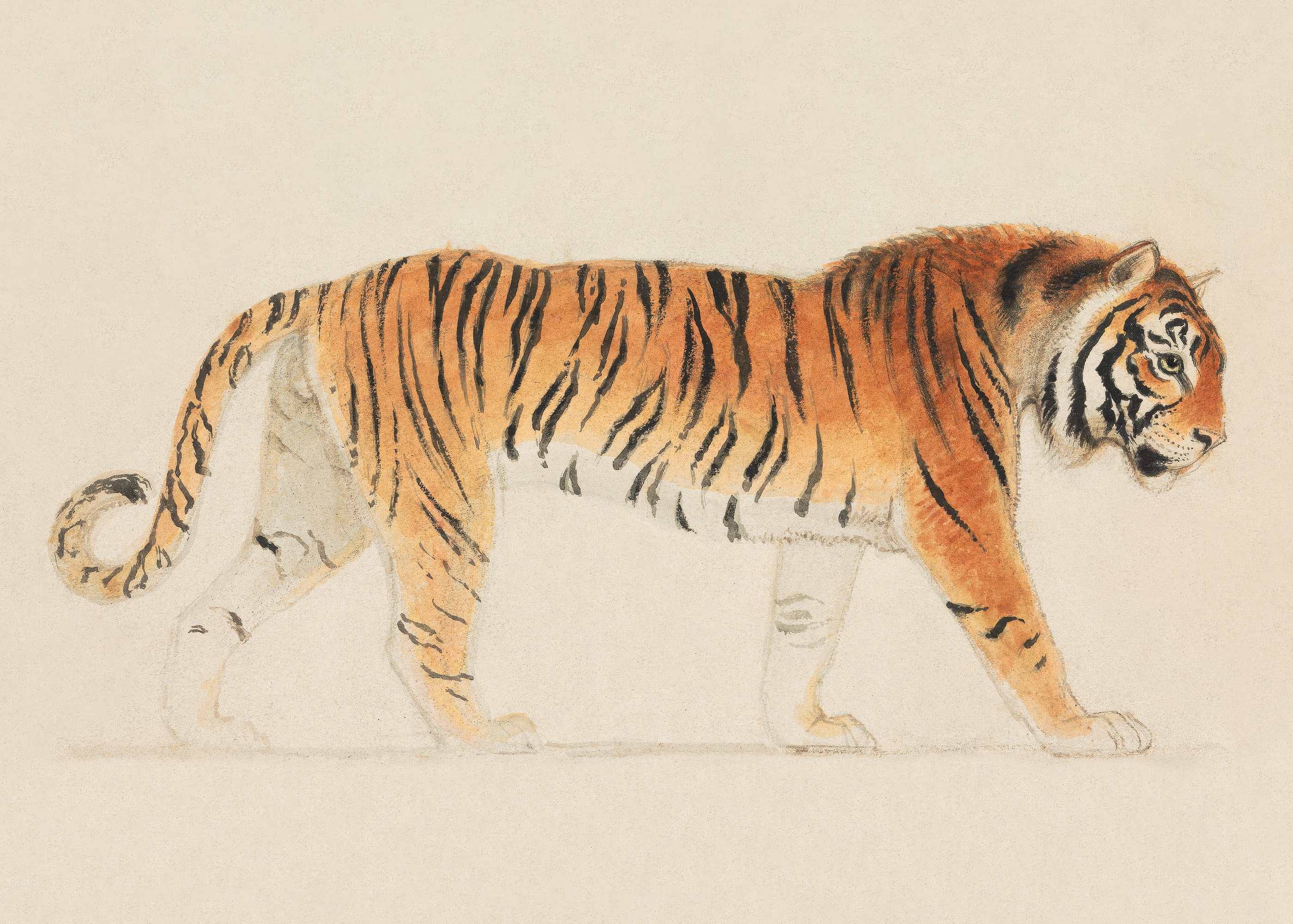 Thomas Stothard - A Tiger Art Poster | Poster Store US