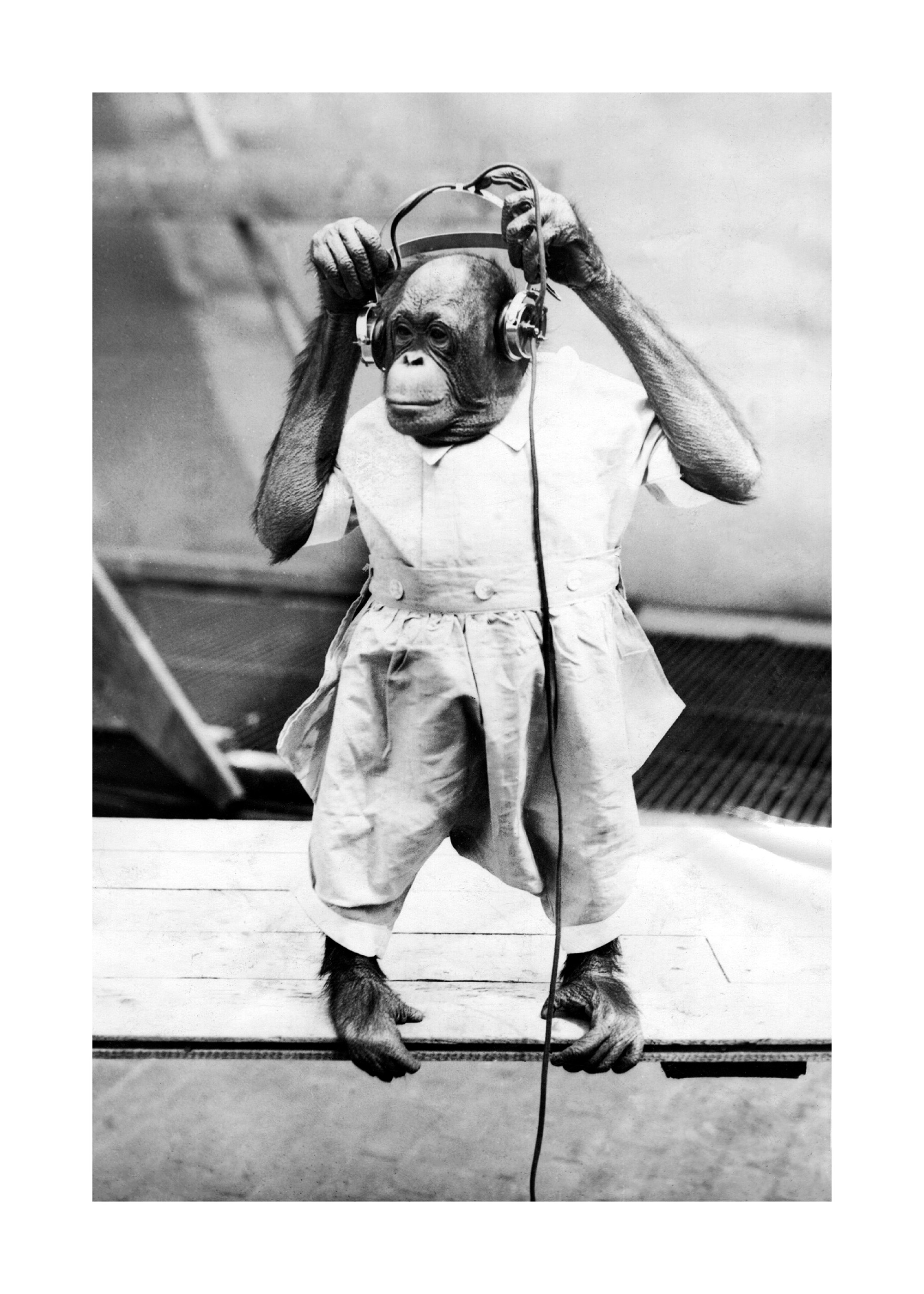 Duke the Chimp Poster | Retro Animal | Poster Store UK