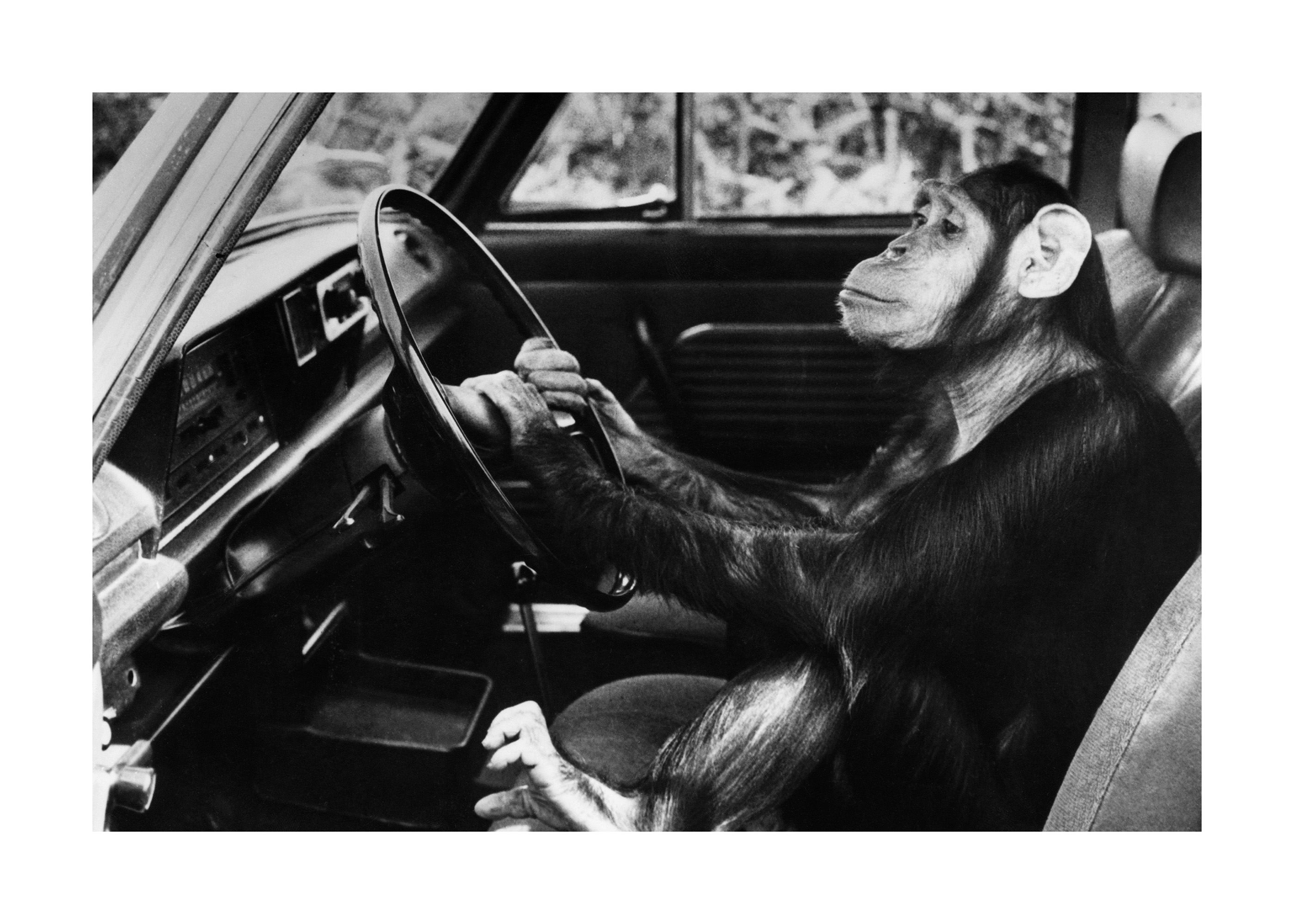 Chimp on the Road Poster | Vintage Animal | Poster Store UK