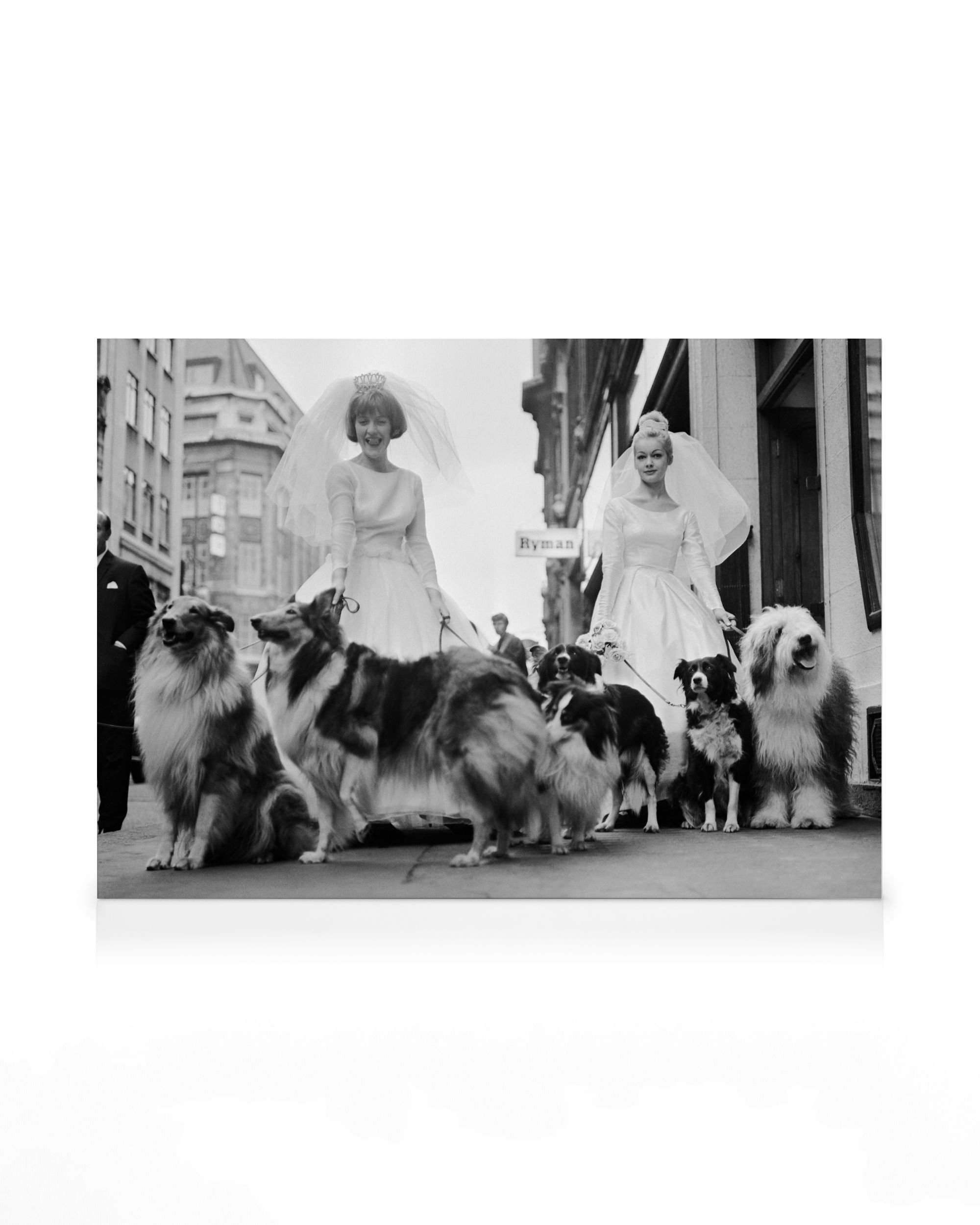 Soho Sheep Dogs Canvas met vintage bruiloft | Poster Store BE