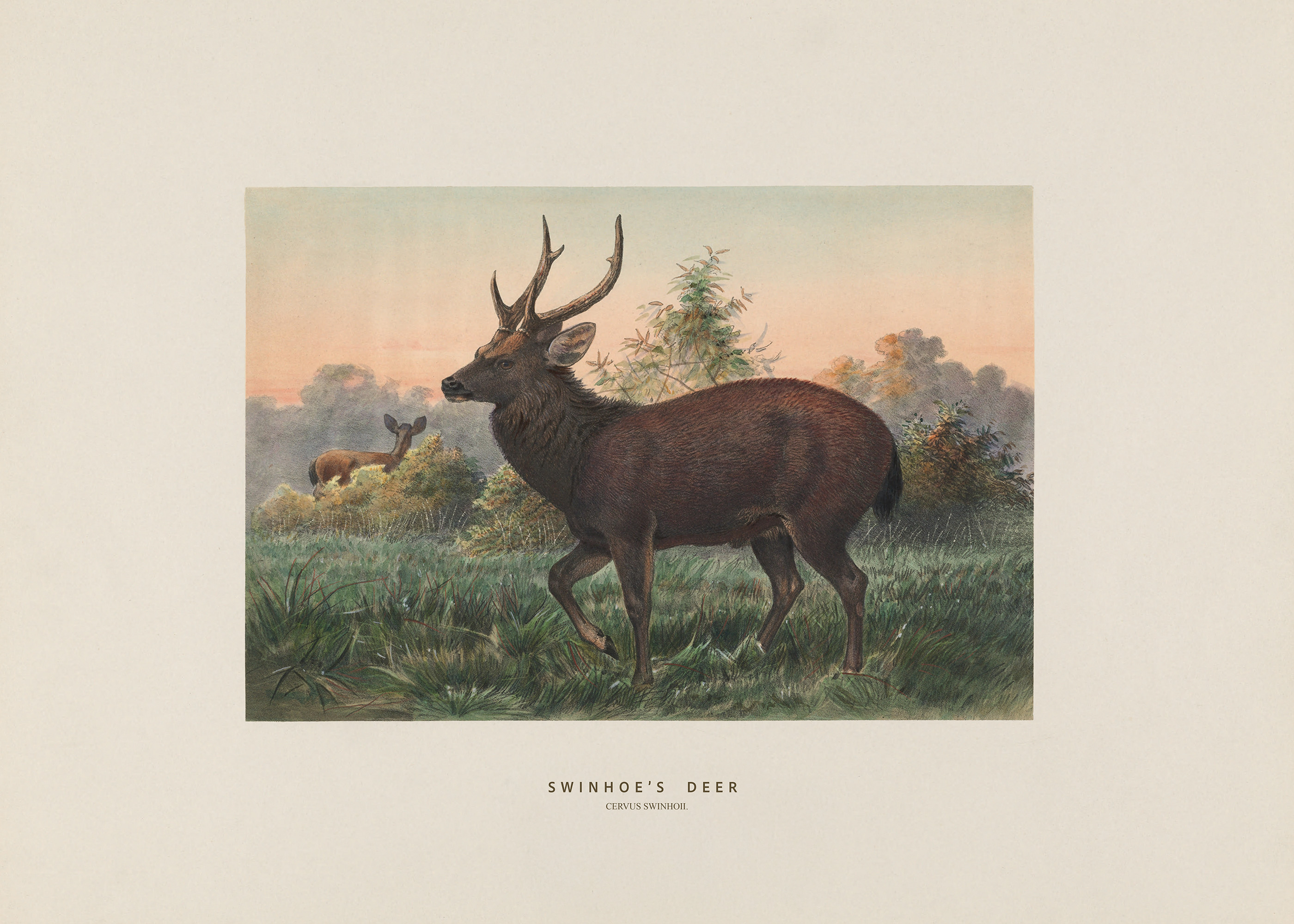 Swinhoe's Deer Vintage Hert Poster | Poster Store NL