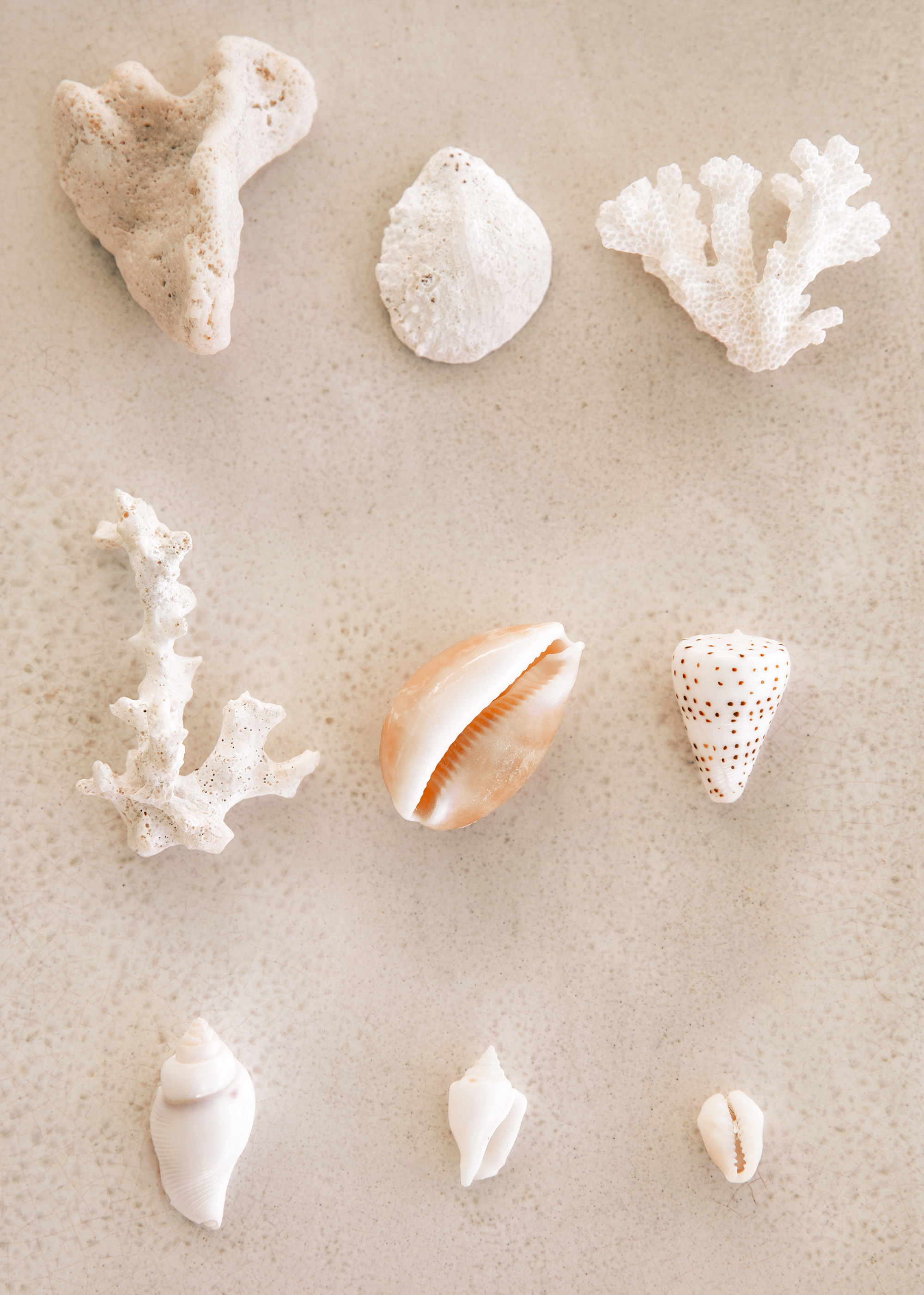 Seashell Collection Poster | Coastal Art | Poster Store NZ